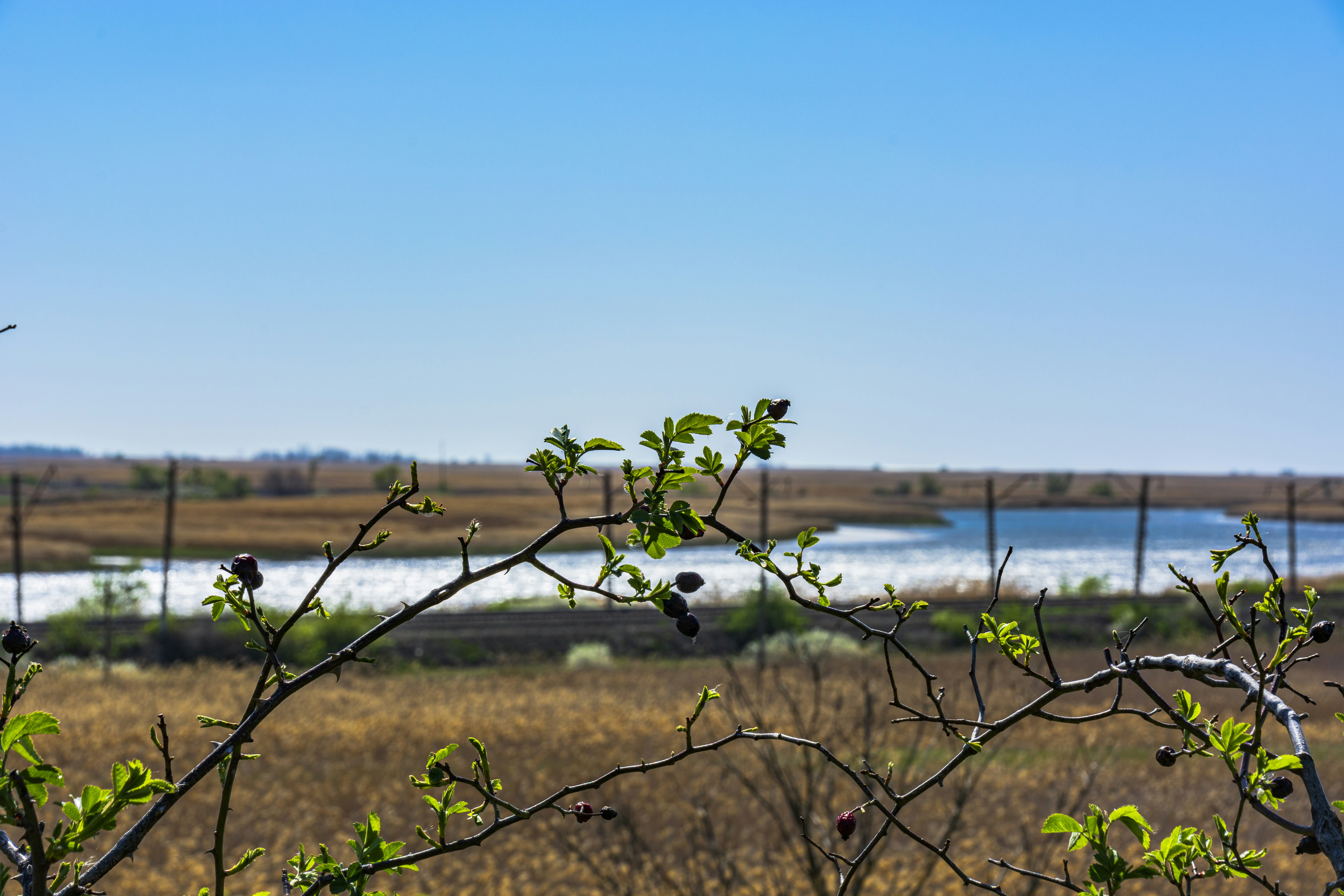 Dry grass and a calm lake under a clear sky.