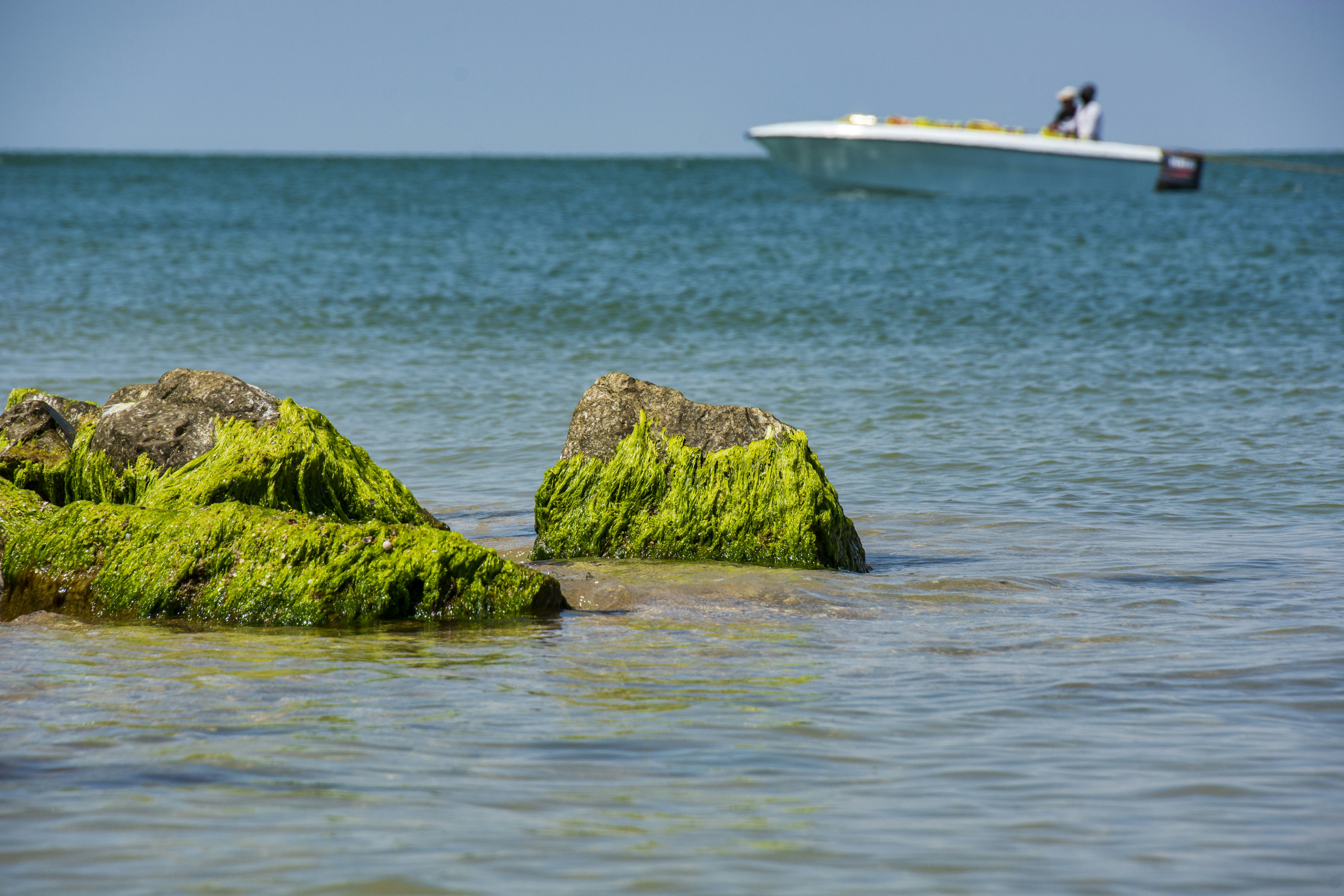Emerald Clusters Amidst Tranquil Waters