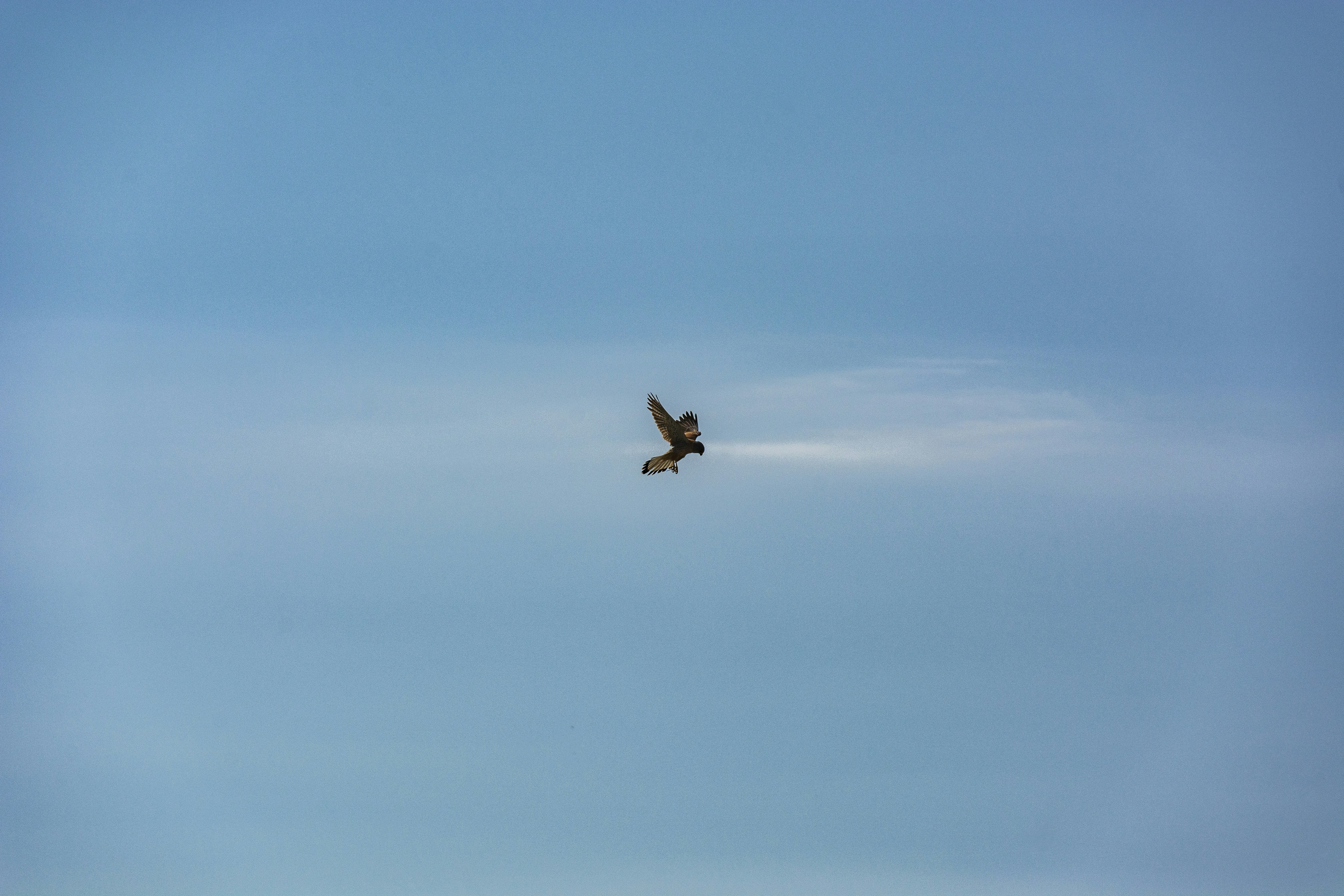 A hawk soars through a clear blue sky.