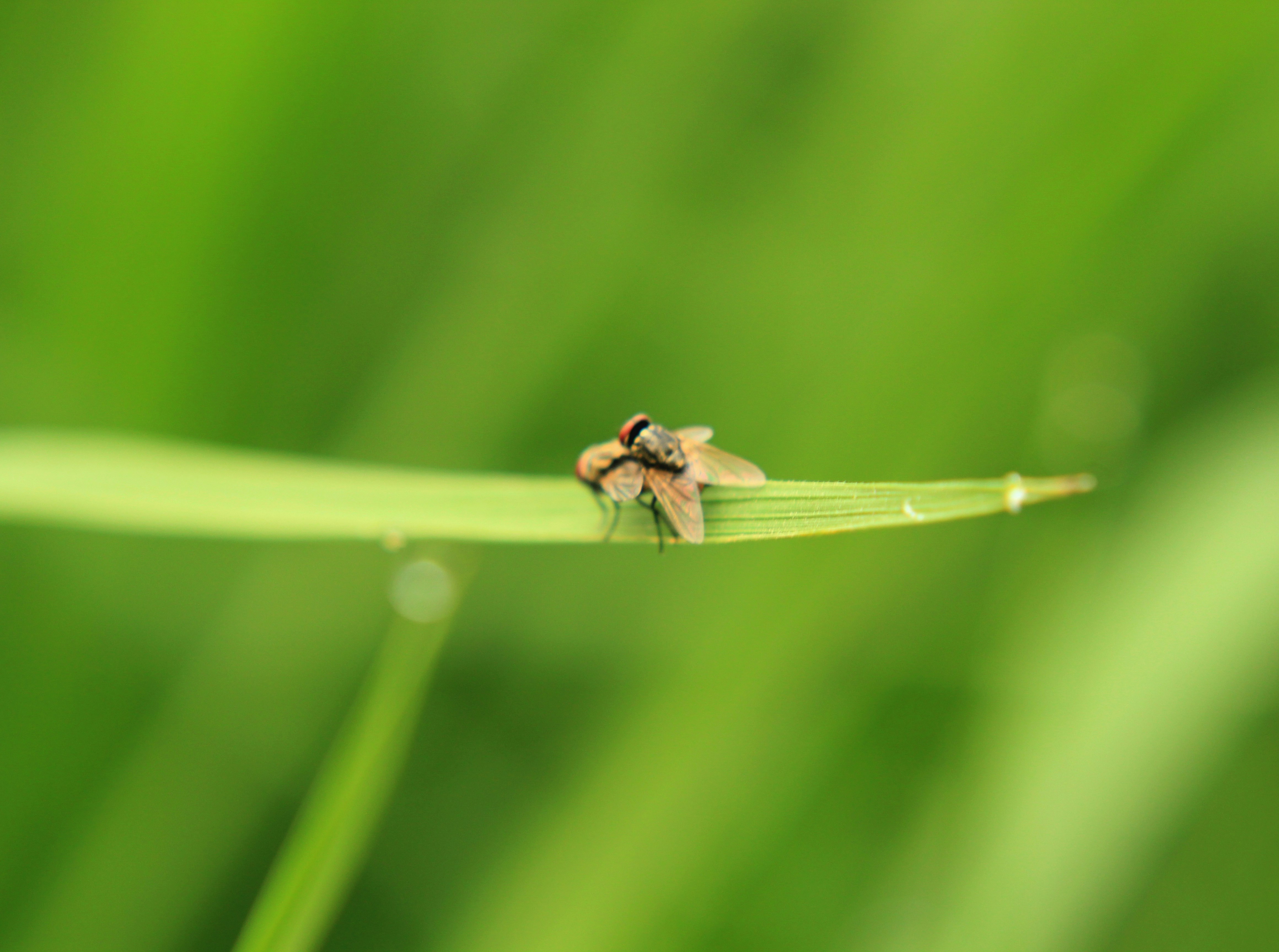 A Moment of Stillness: Nature's Tiny Dancers