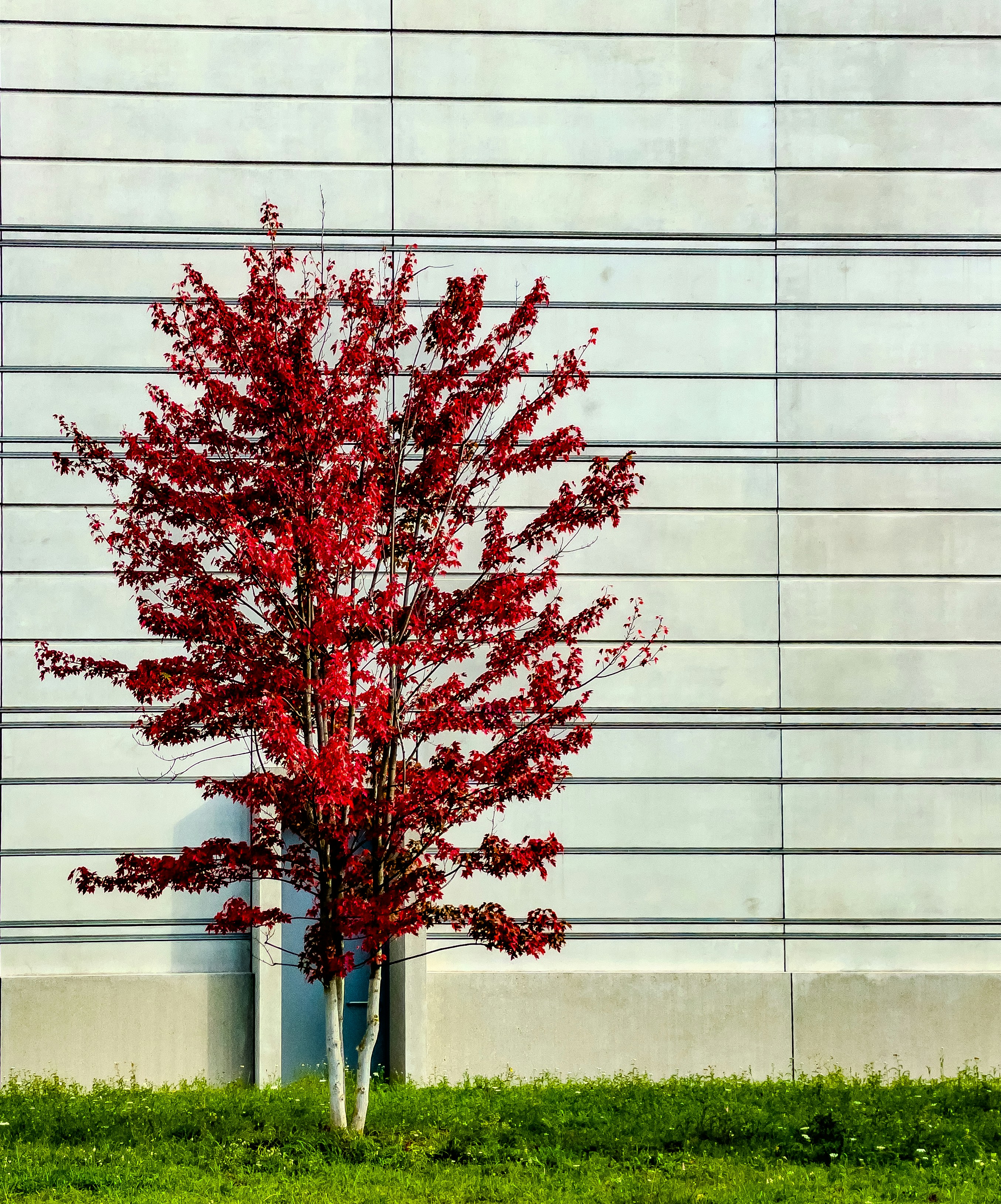 Crimson Resilience Against Concrete