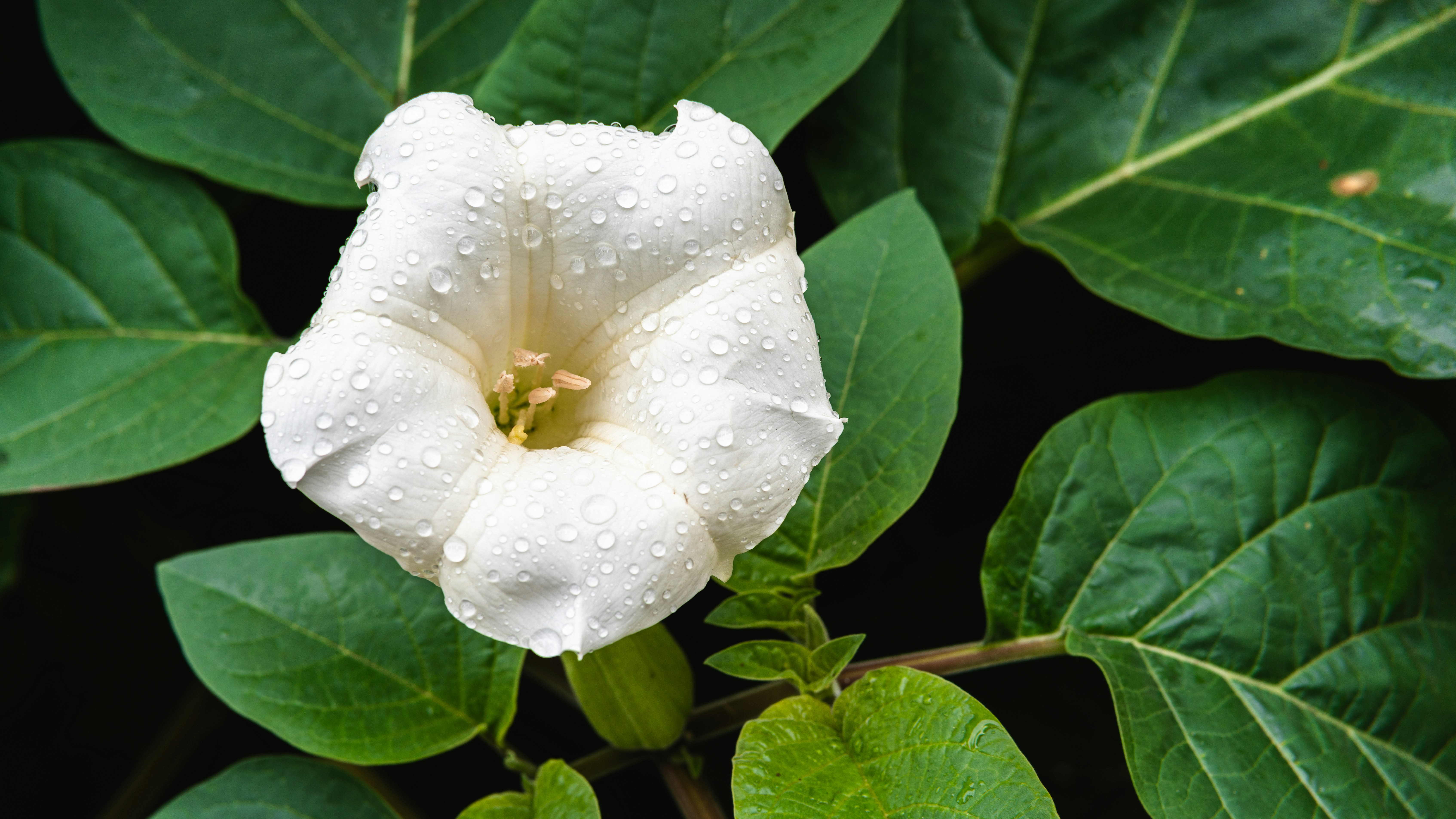 Whispers of Nature: The Dew-Kissed Blossom