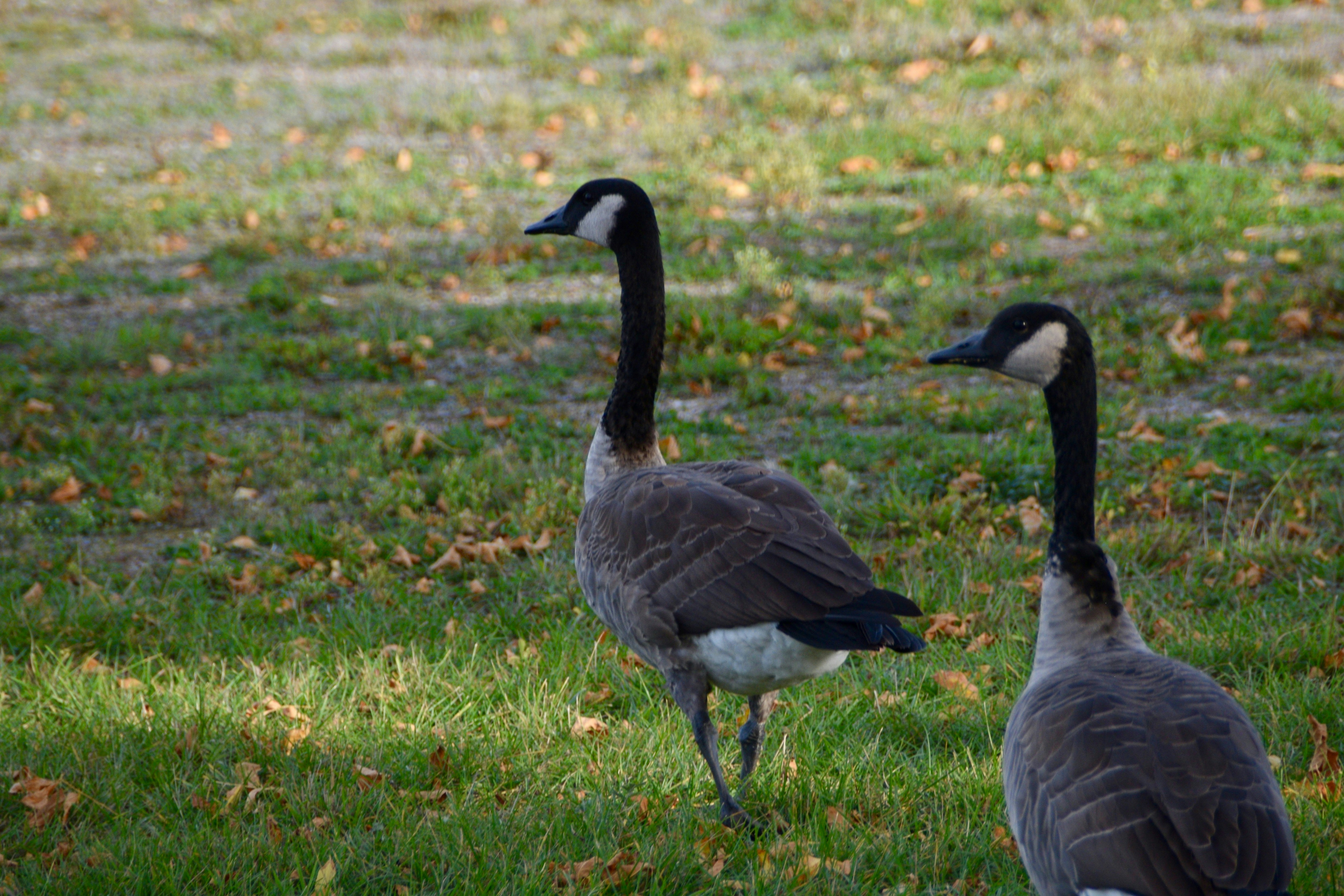 Two Canadian Geese wandering the grounds of Grand Beach in Manitoba, Canada. | Two canada geese stand in a grassy field.