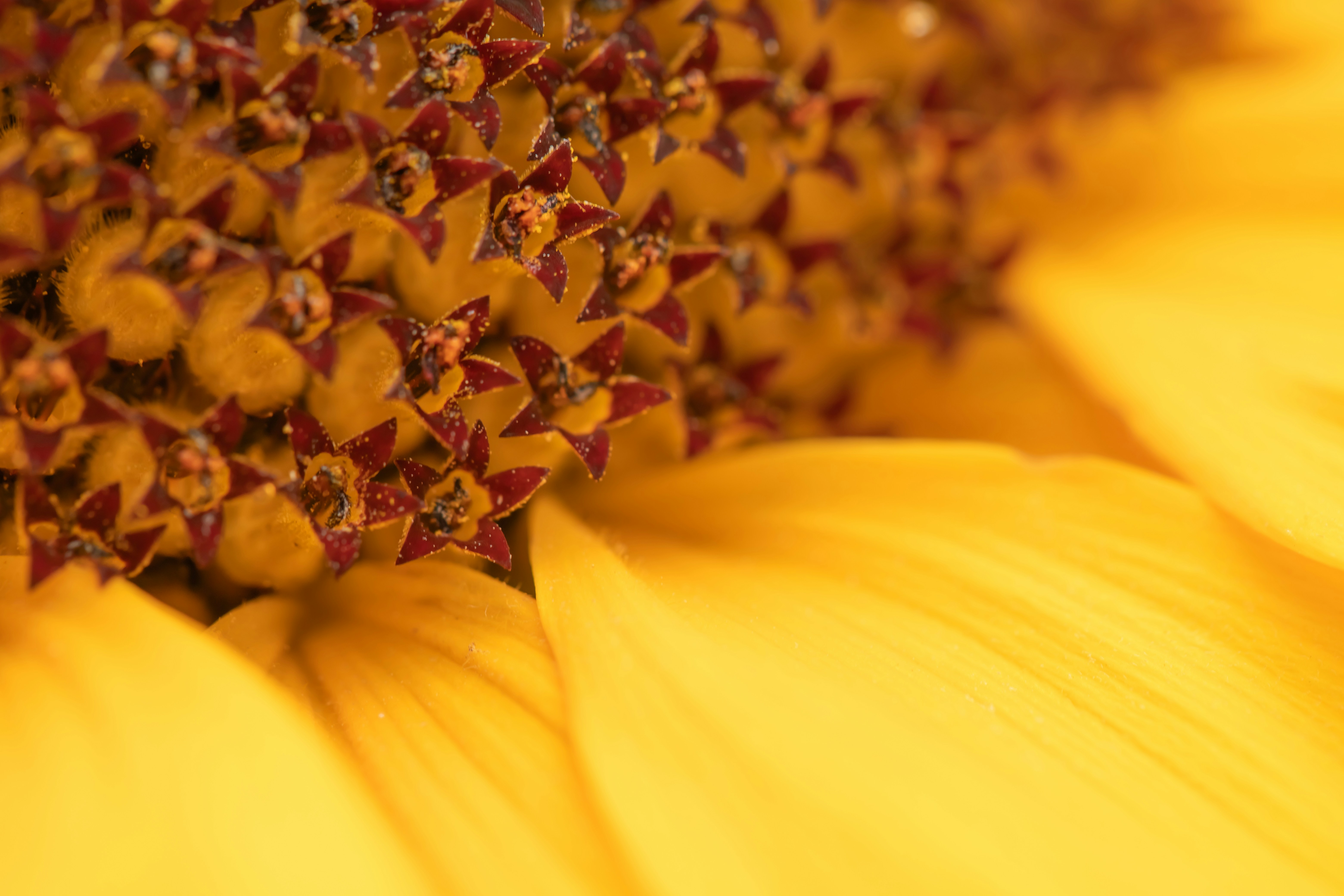 Close-up of a vibrant yellow sunflower center.