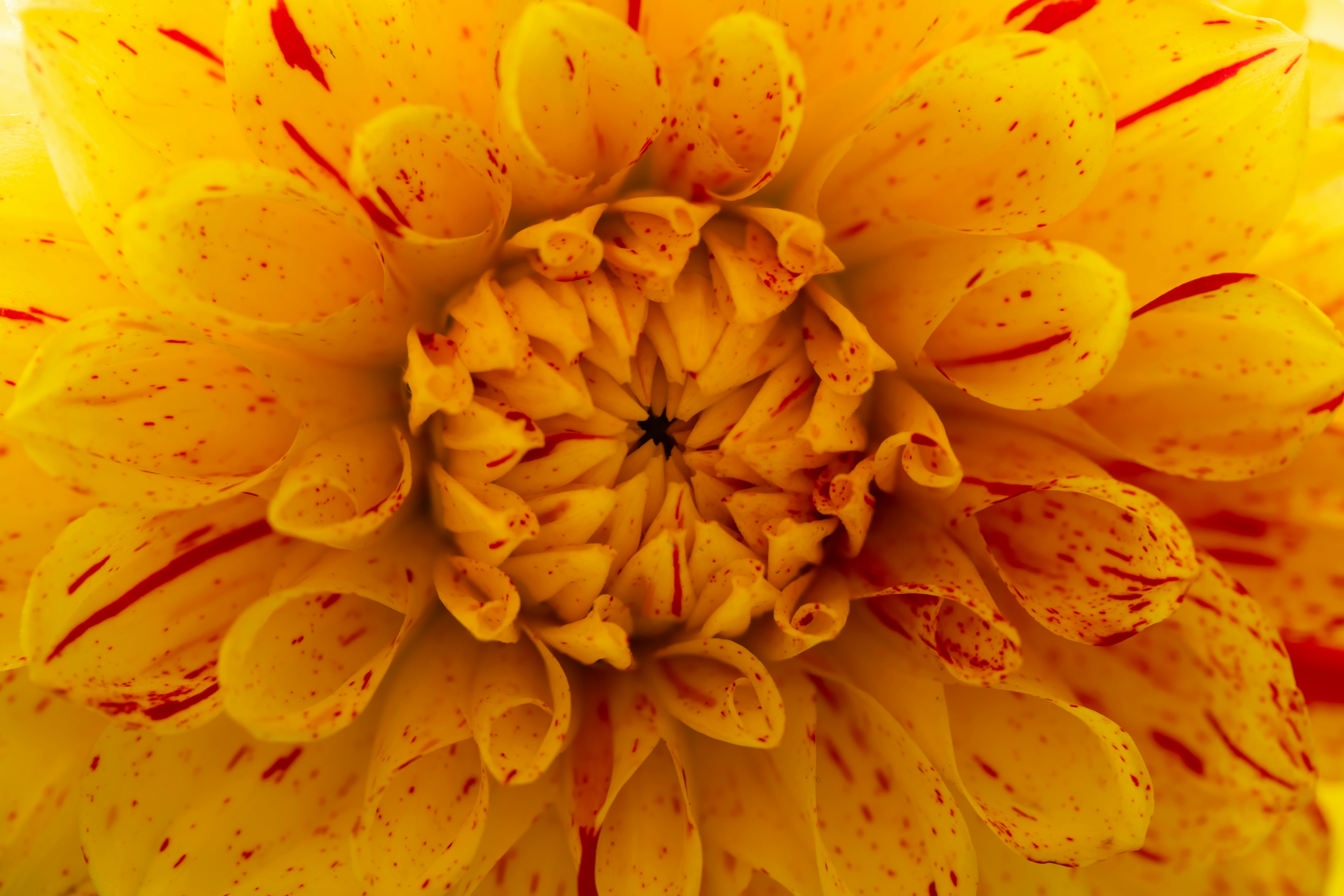 Close-up of a vibrant yellow dahlia with striking red streaks, showcasing intricate petal formations and textures.