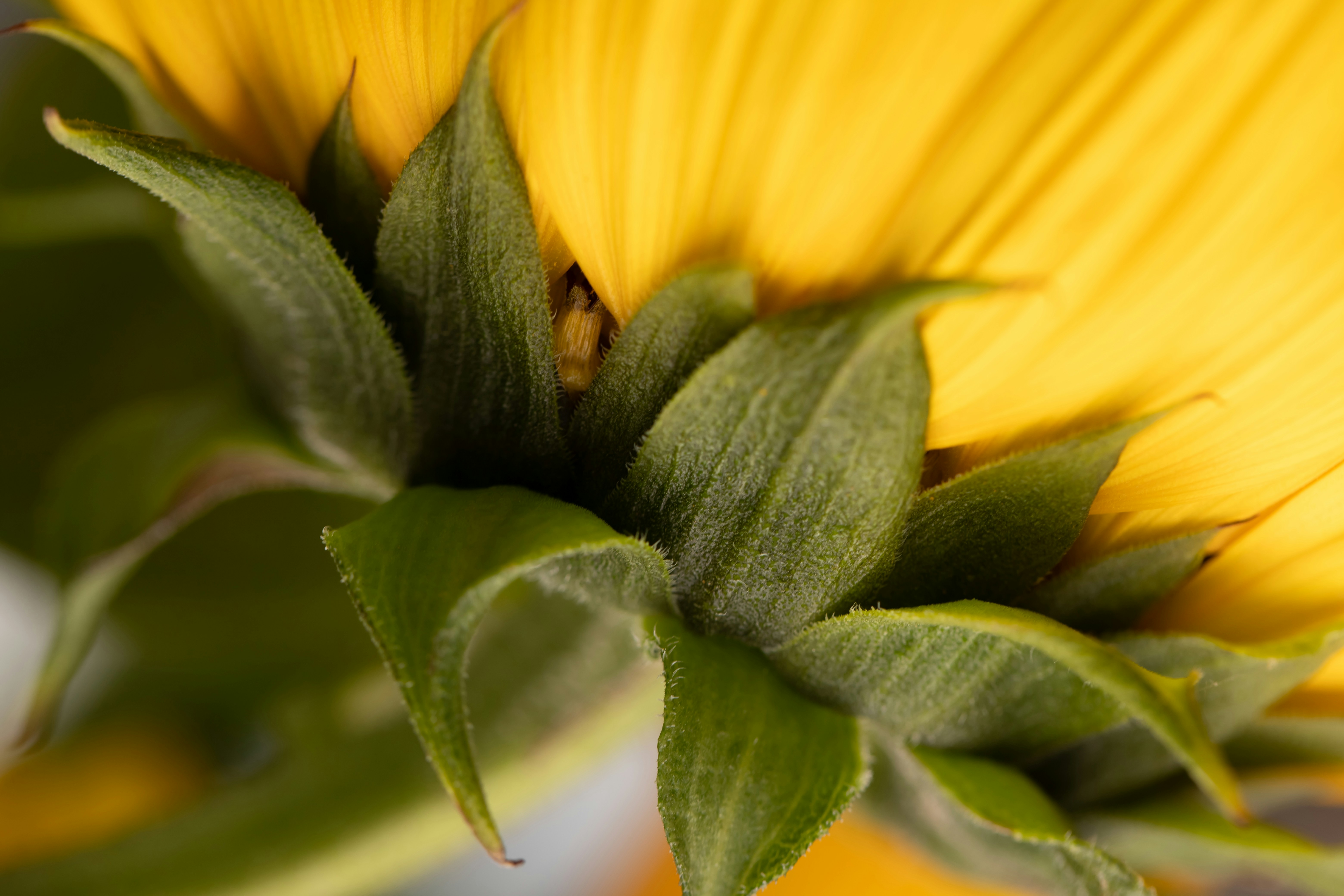 Close-up of fuzzy green sunflower leaves and yellow petals photo – Free ...