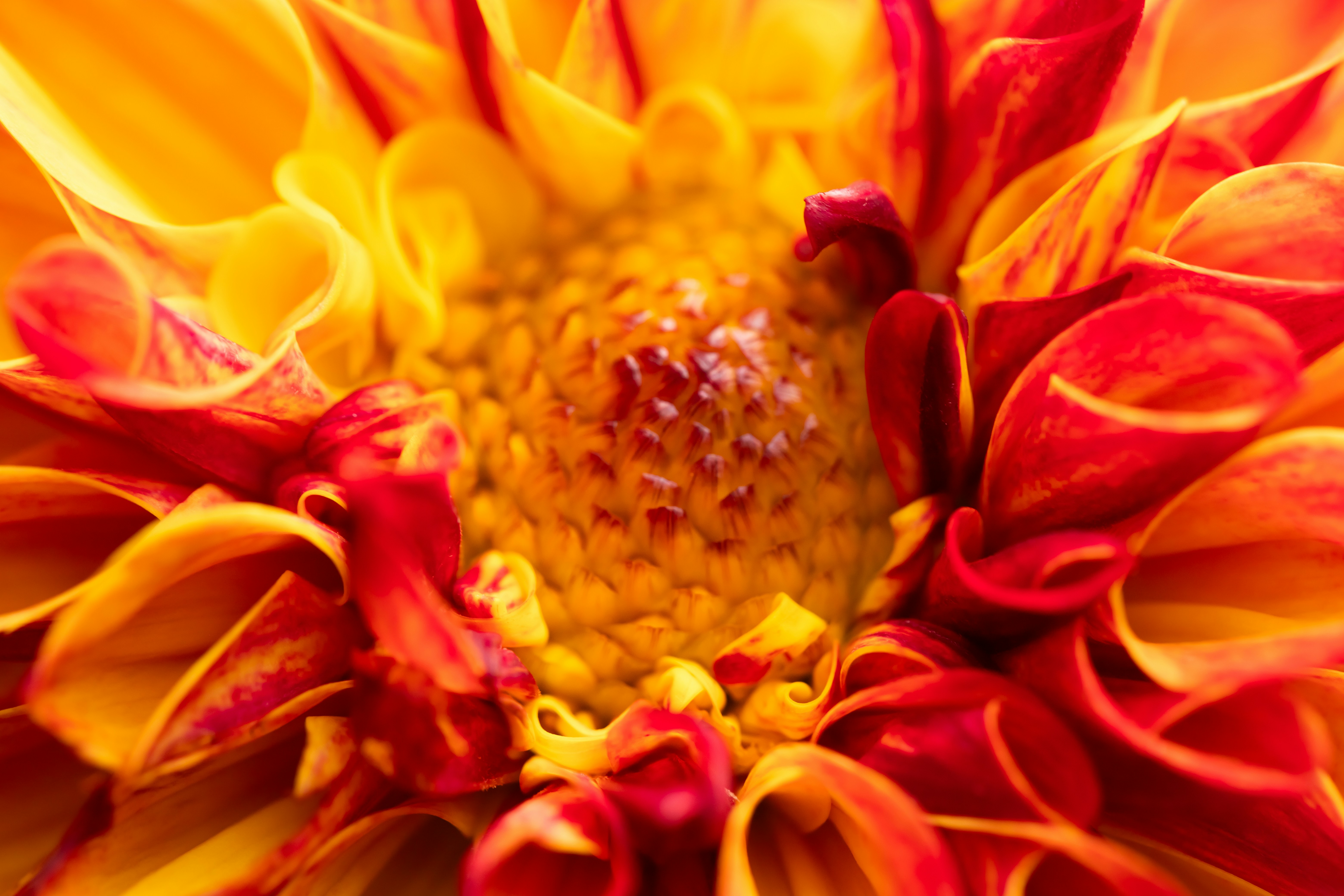 Ember Core: Macro Portrait of a Fiery Bloom