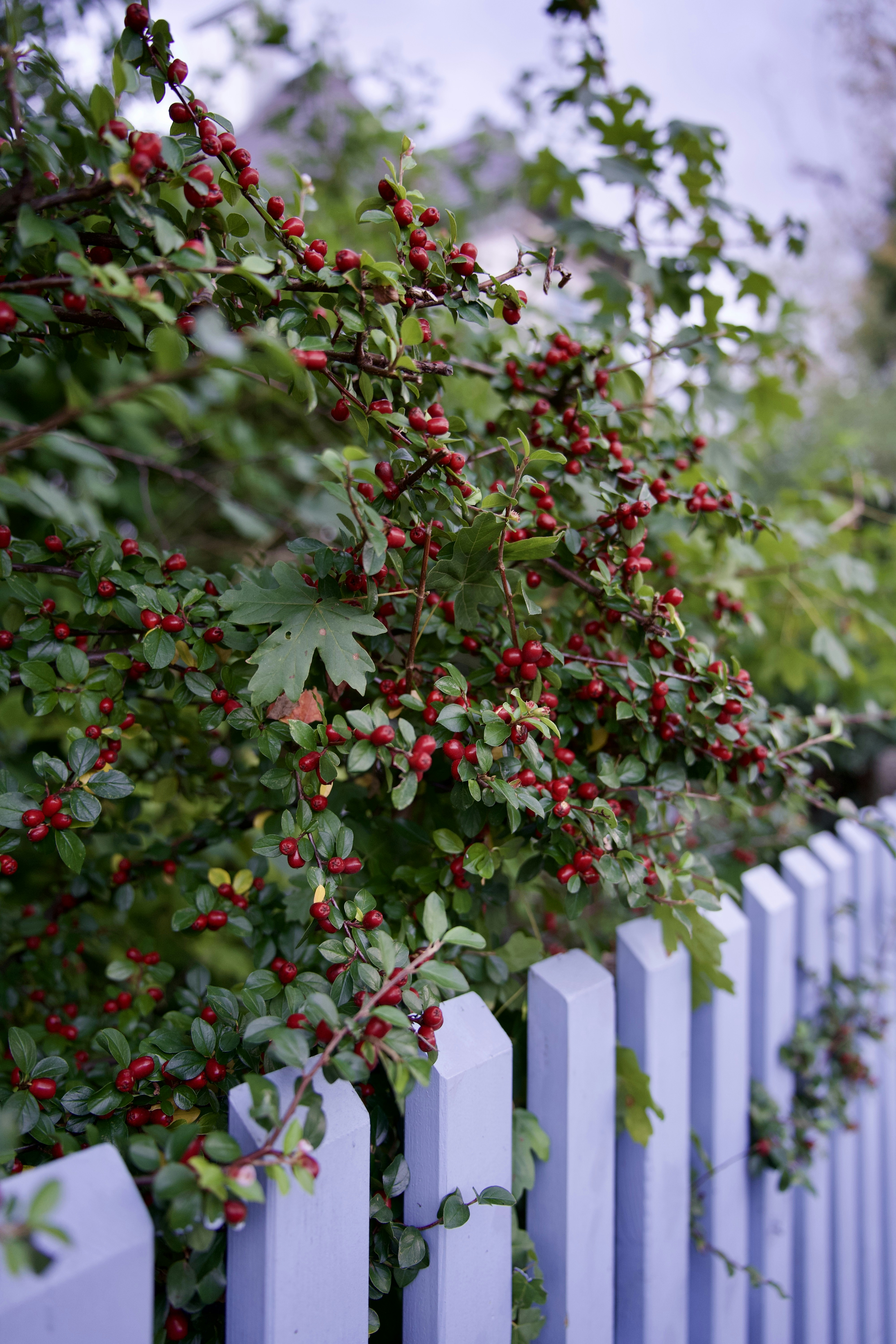 Red berries on a bush next to a pale fence.