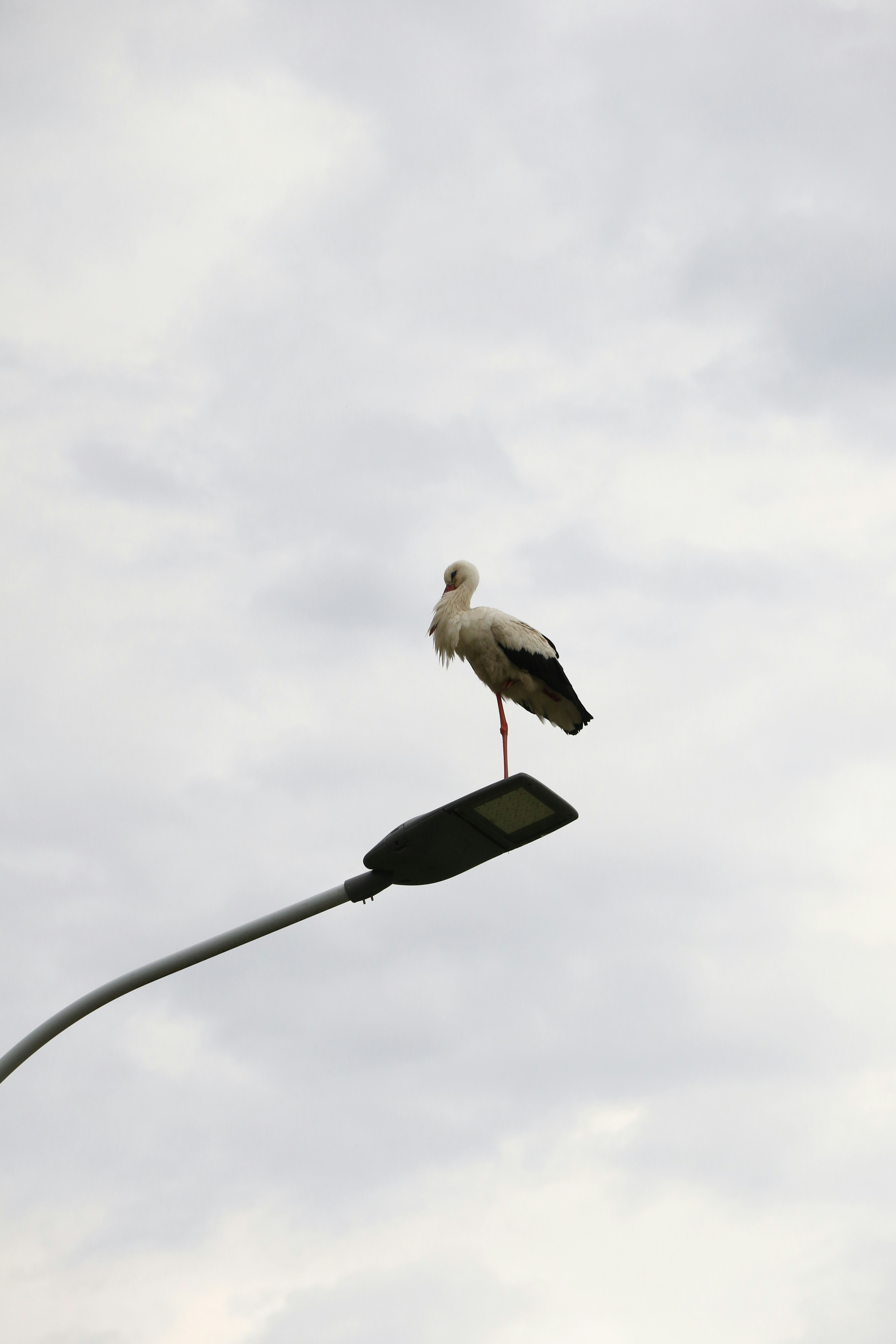 A stork perched on a street lamp.