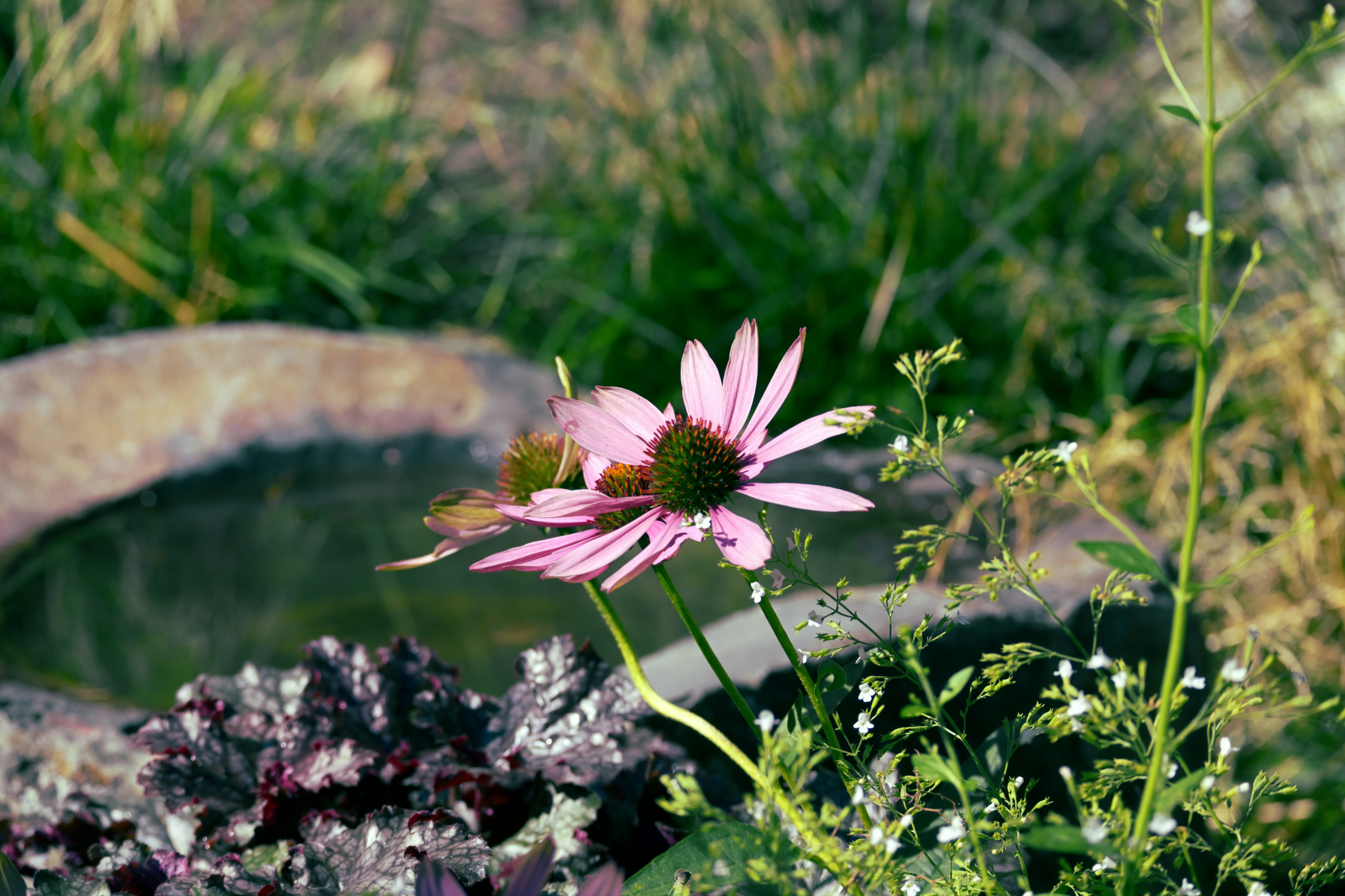 Pink coneflower with a butterfly on a sunny day.
