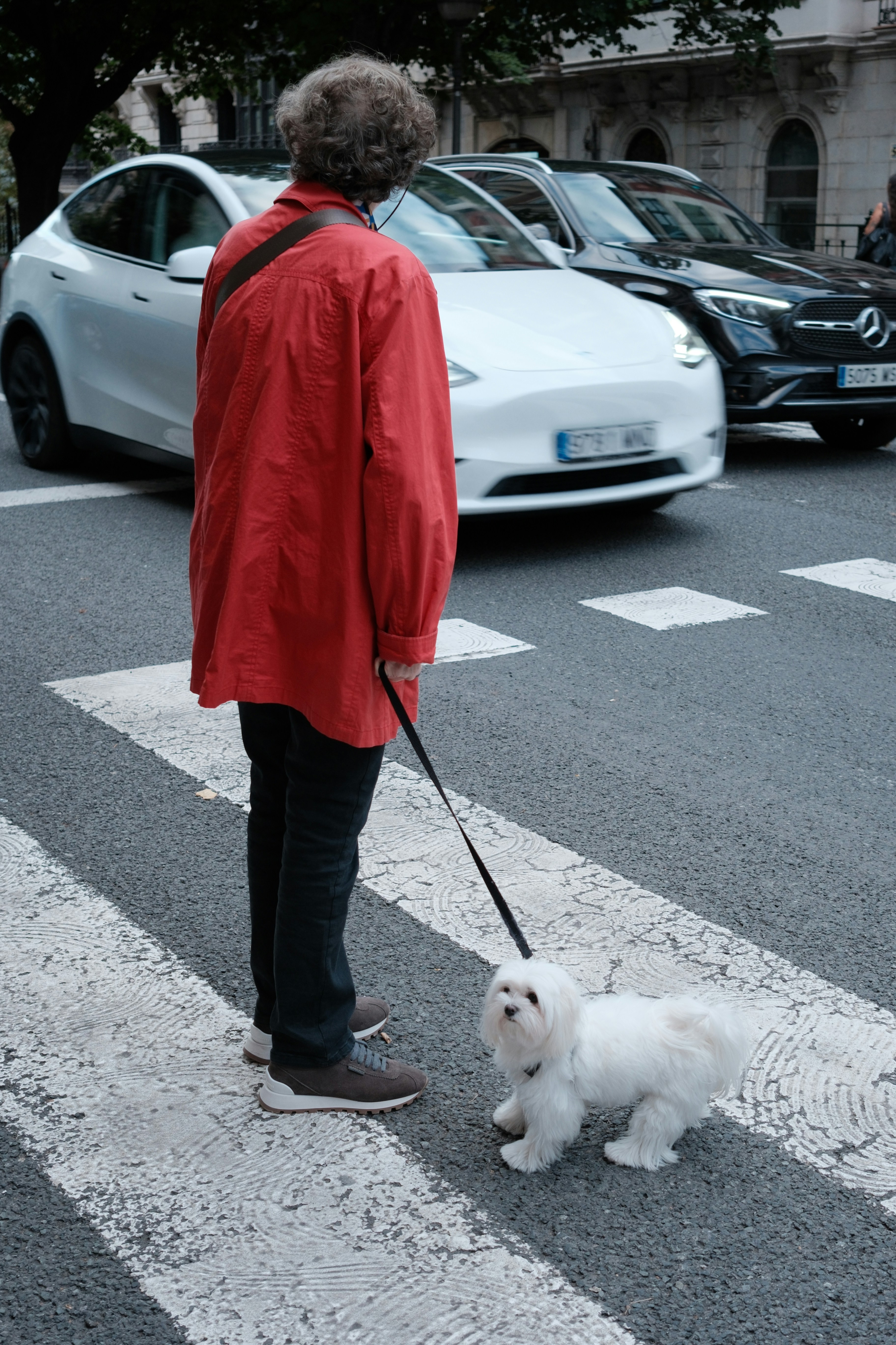 Waiting to cross | Person with small white dog on leash at crosswalk