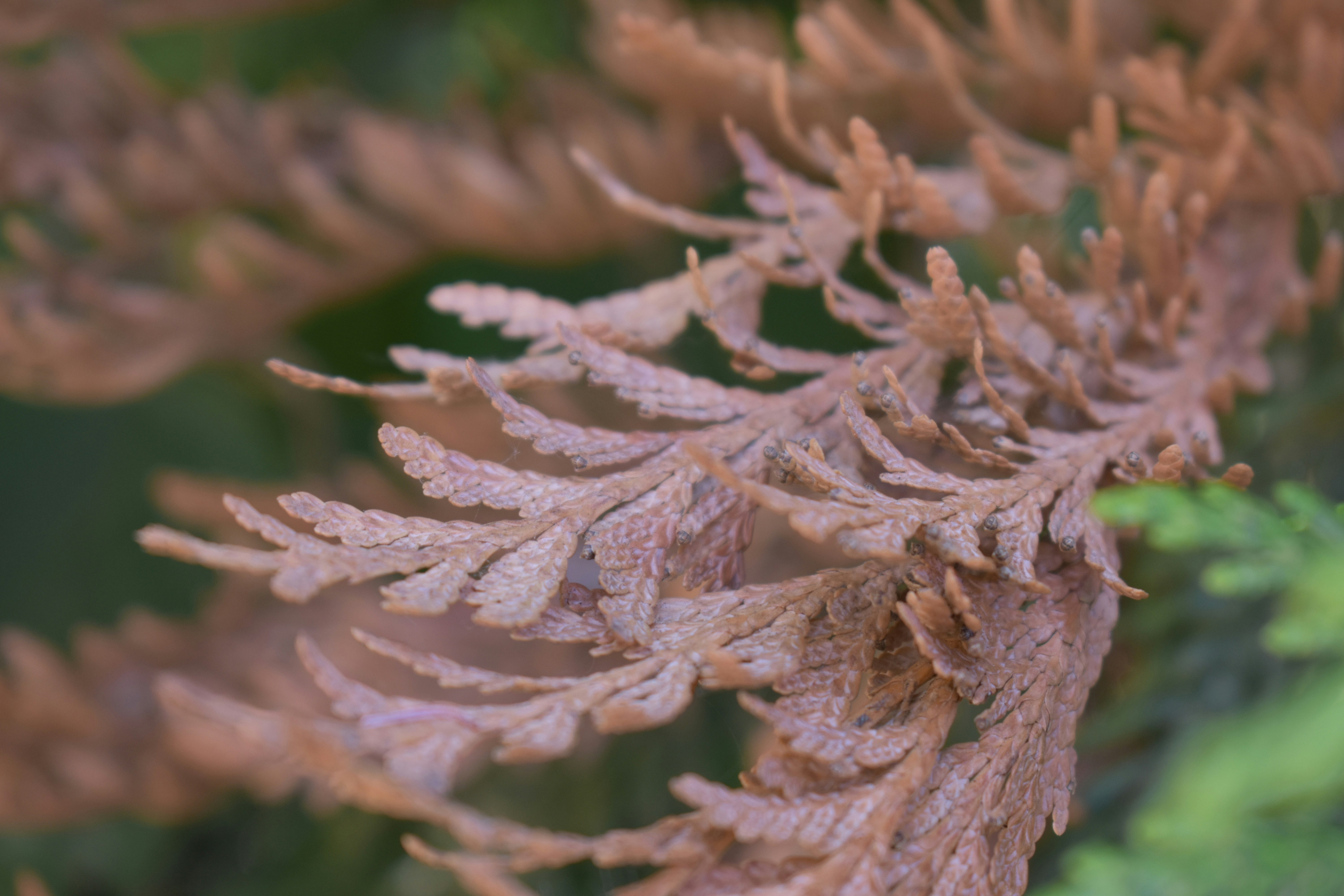 Whispers of Autumn: The Elegance of Decaying Leaves
