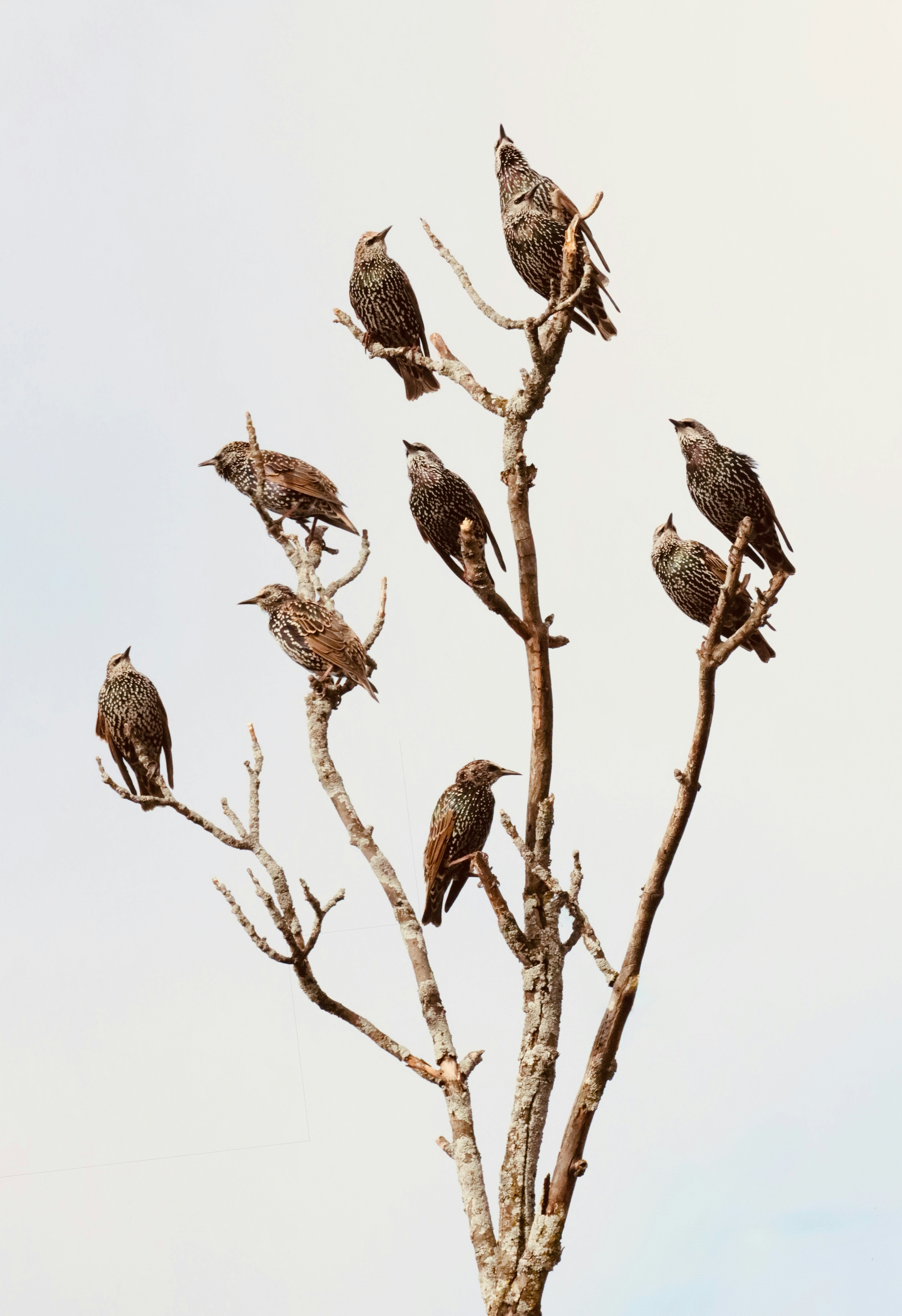 Perched Harmonies: A Gathering of Starlings