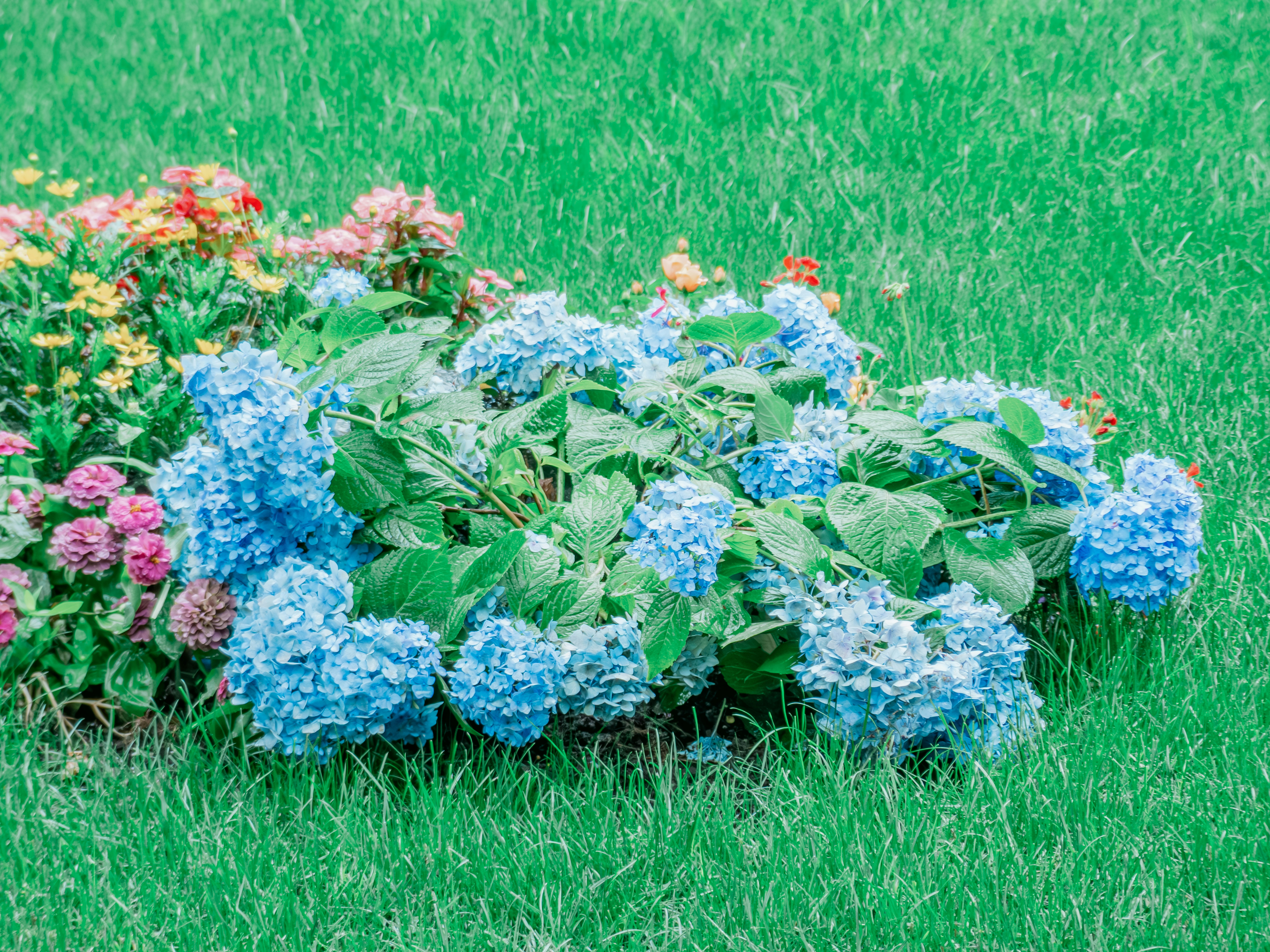 Blue hydrangeas bloom in a green garden.