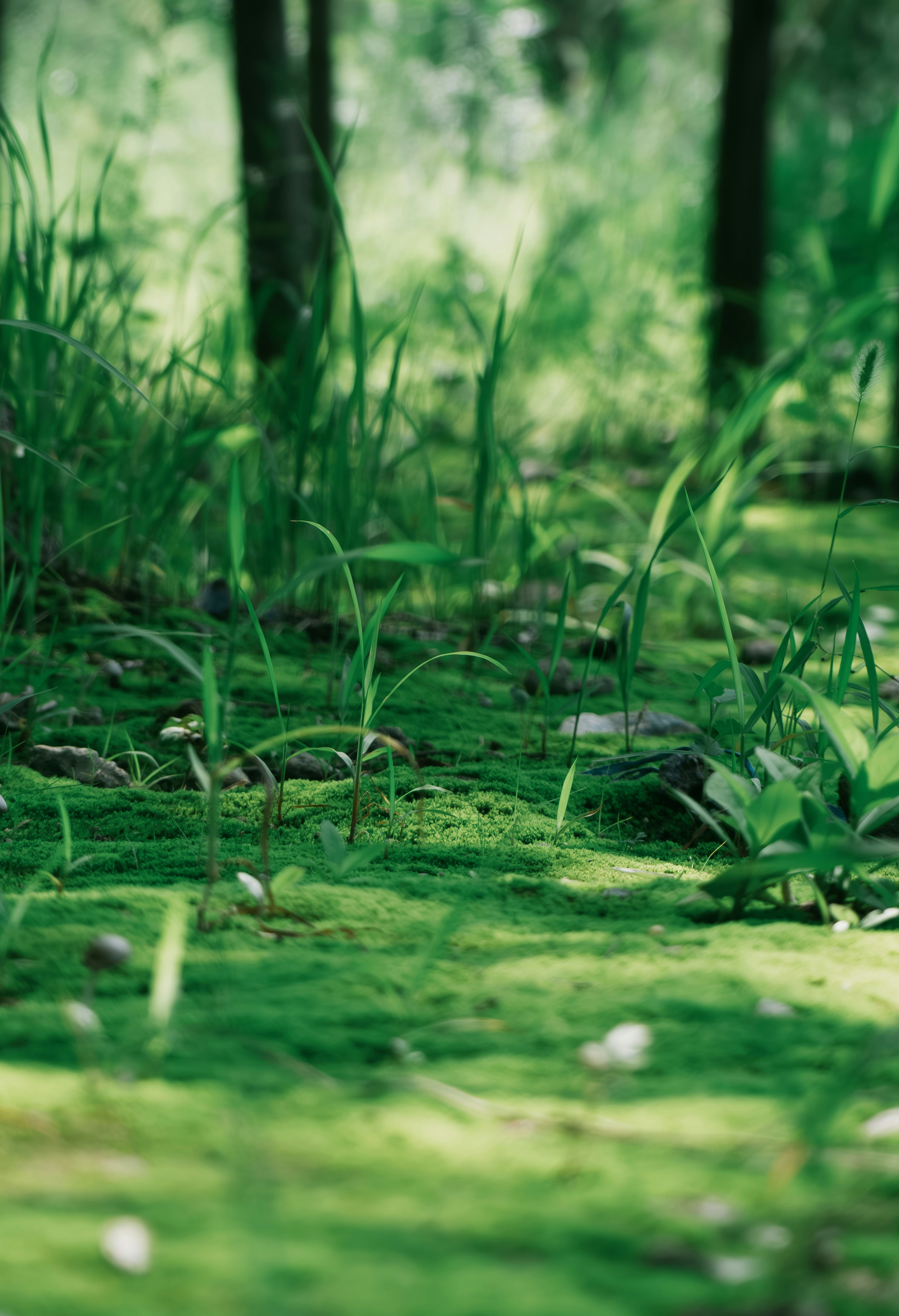Lush green grass and moss blanket the forest floor, interspersed with small stones and delicate shoots. Sunlight filters through the trees, illuminating this vibrant ecosystem.