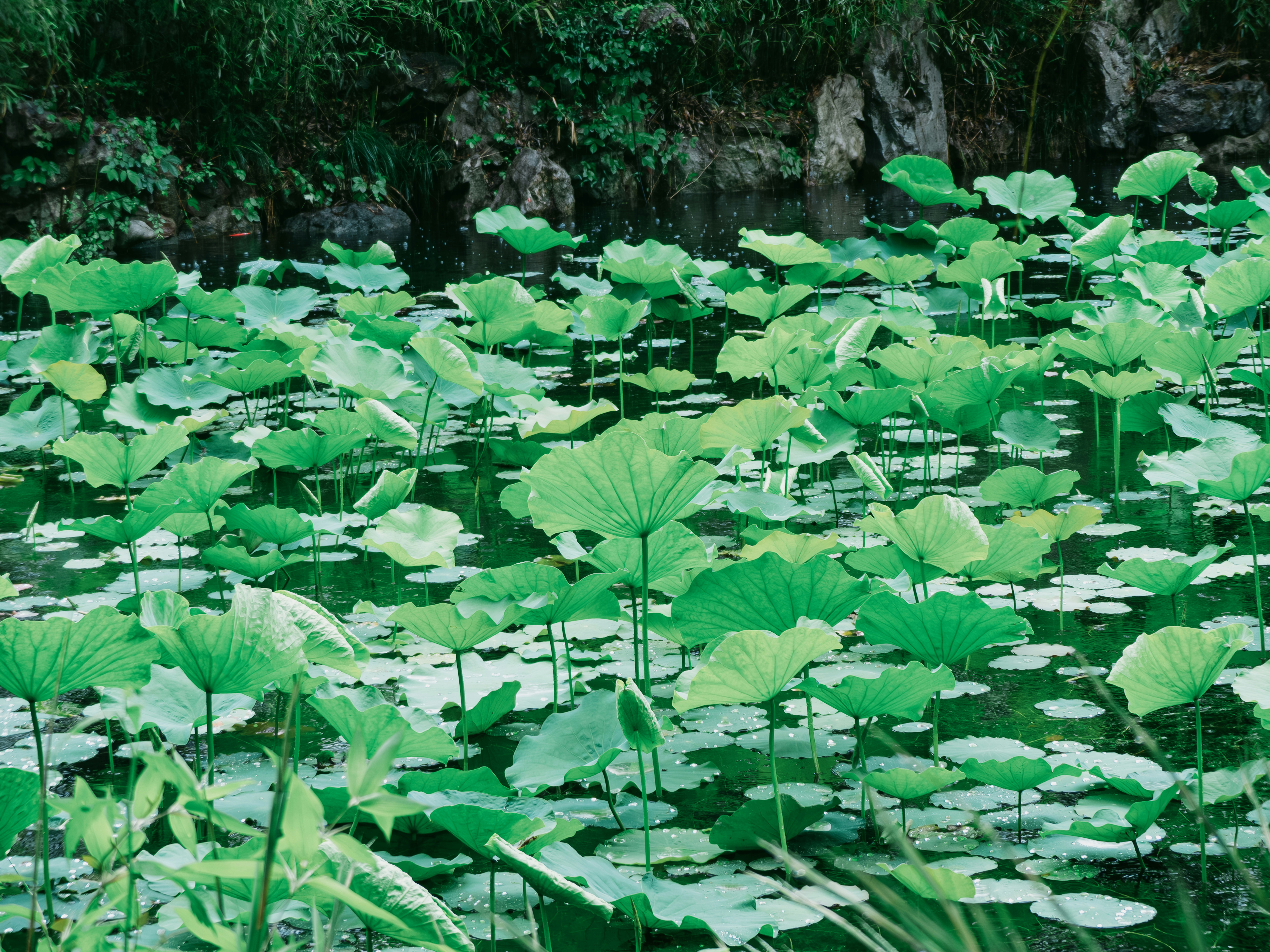 Emerald Canopy Over a Quiet Pond