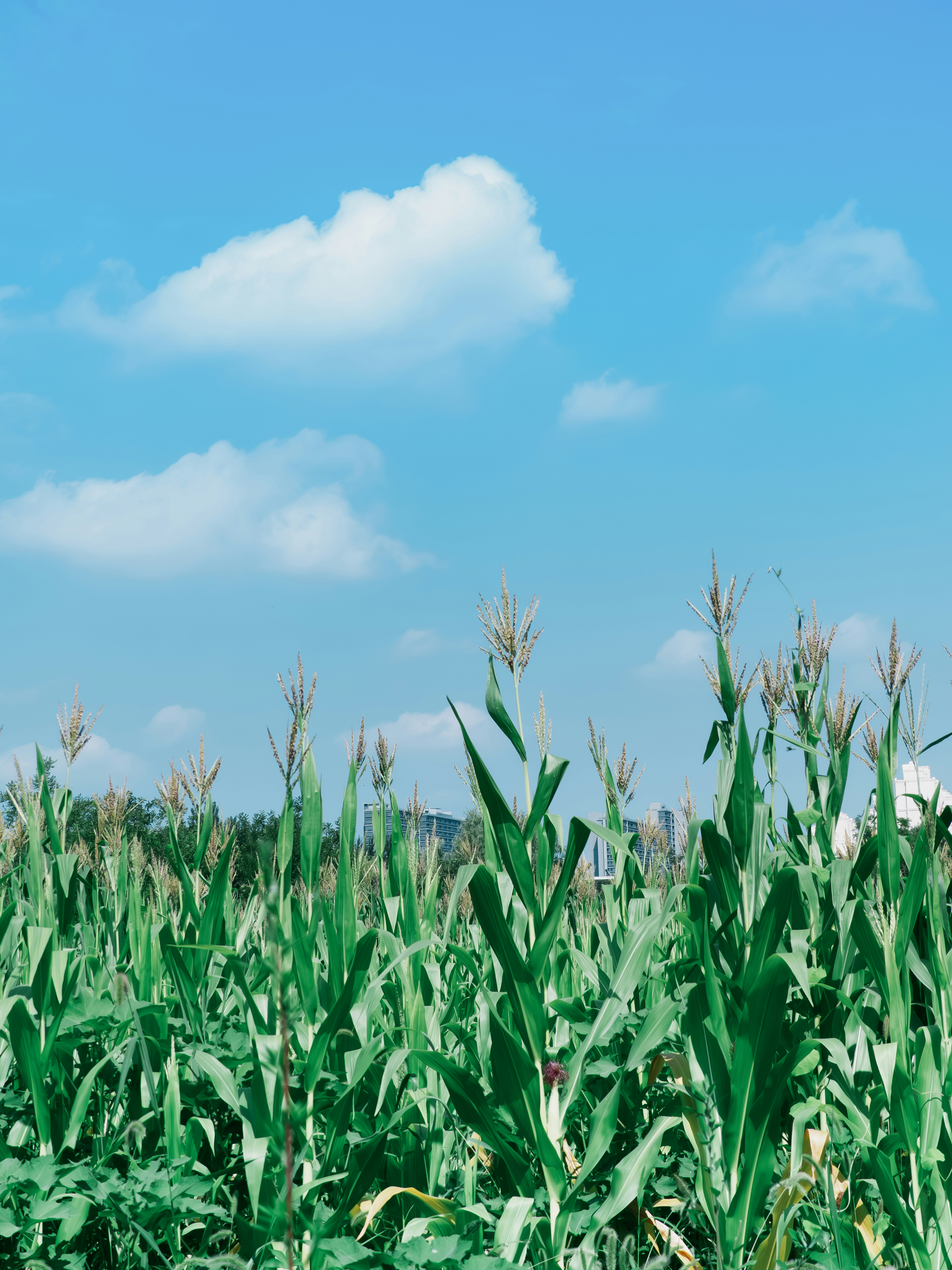 Tall green corn stalks under a bright blue sky.