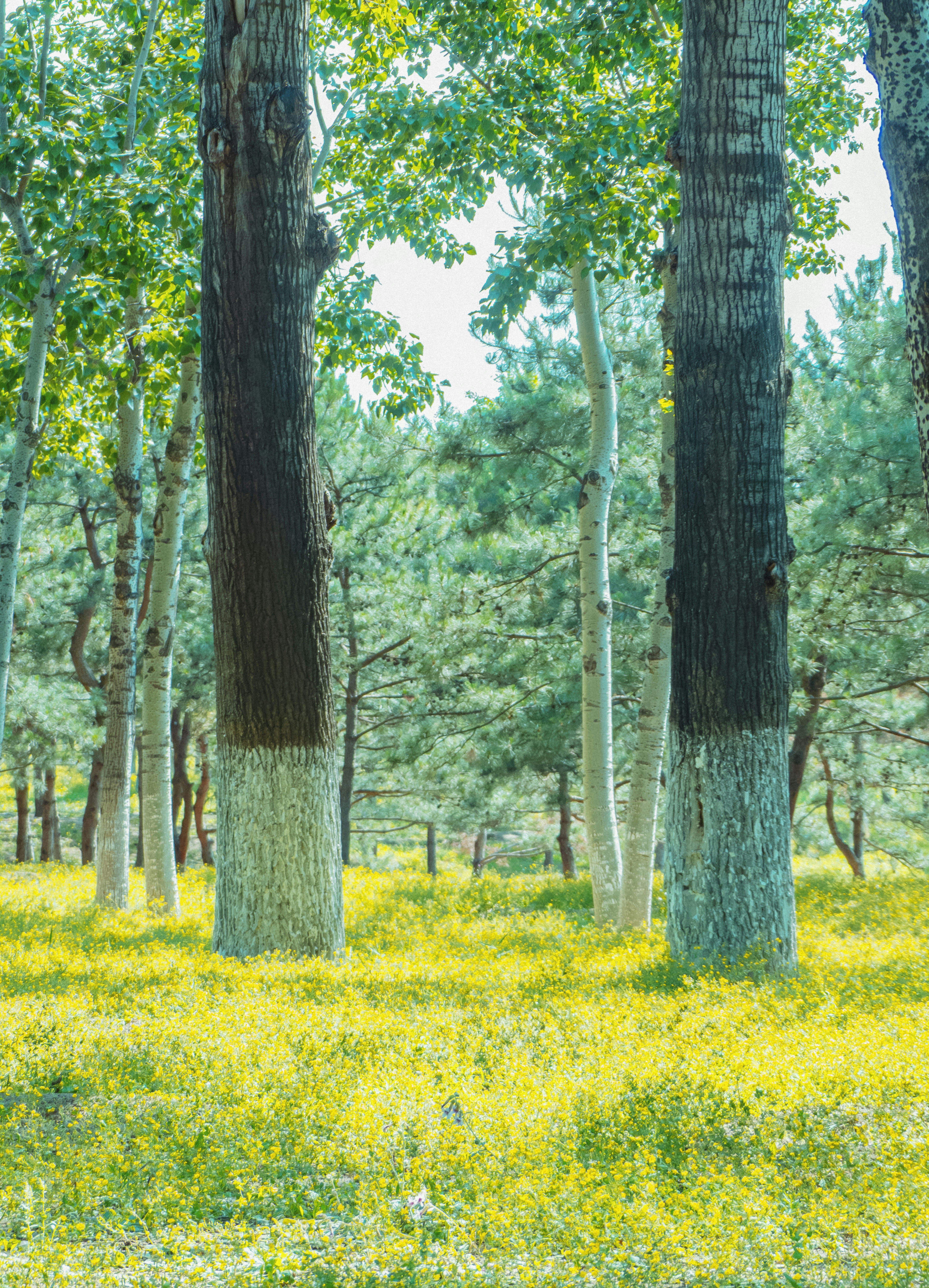 Sunlit Pines over a Sea of Yellow Wildflowers