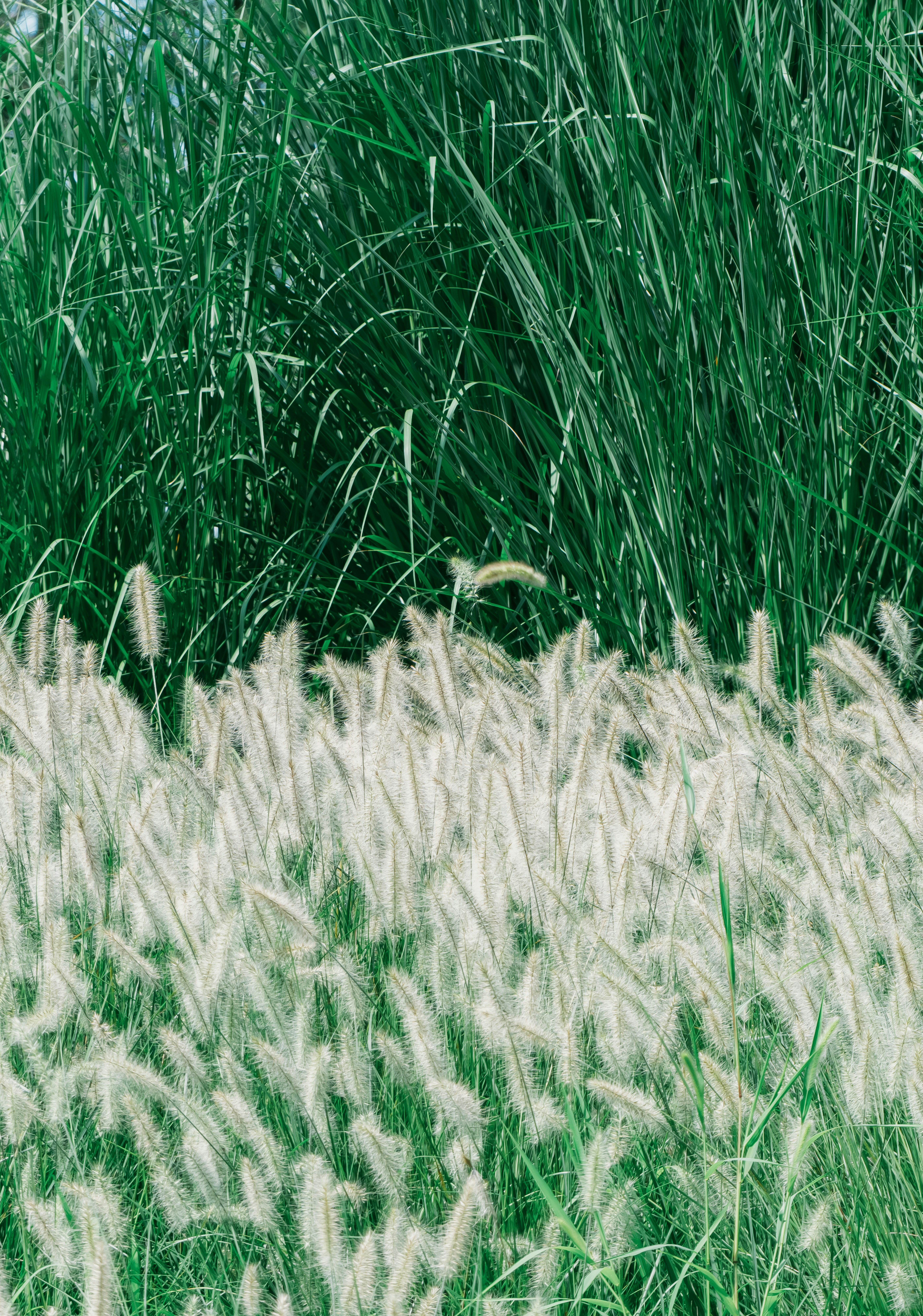Delicate white grass sways gently against a backdrop of lush green foliage, capturing the essence of a serene natural landscape.