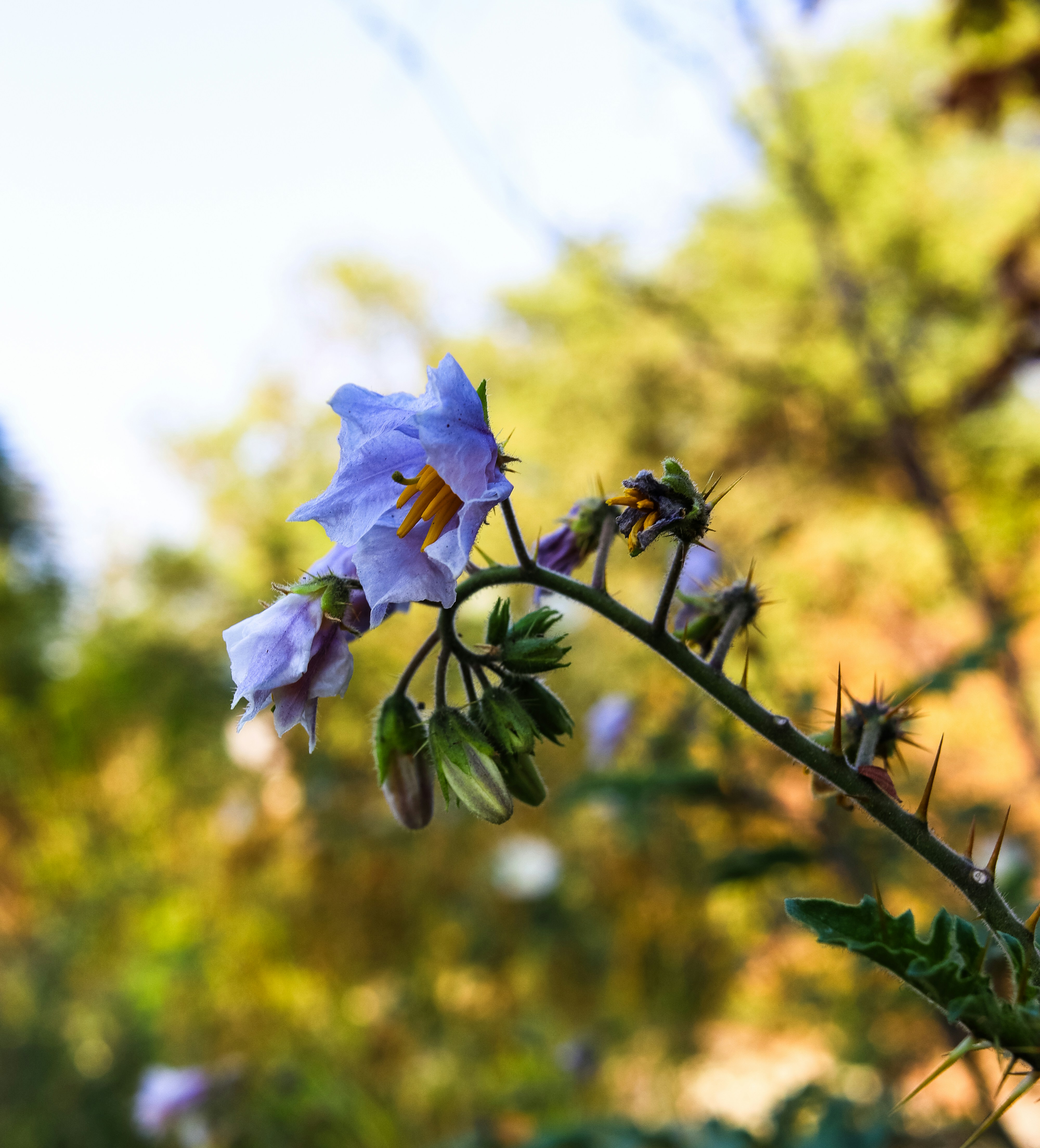 Delicate purple flower with yellow stamen, surrounded by lush greenery, capturing the essence of a tranquil garden. 