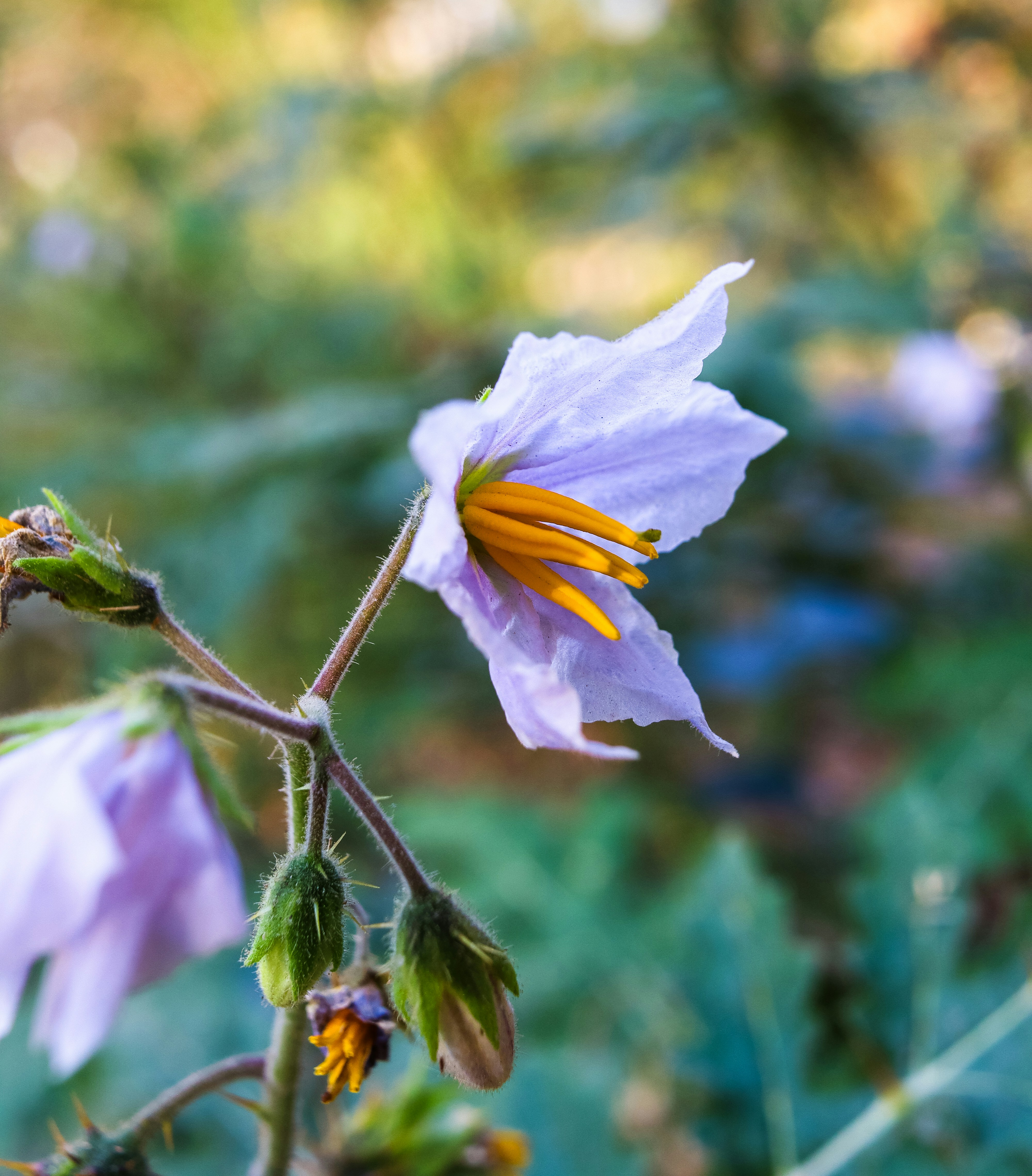 Delicate purple flower with yellow center blooms outdoors.