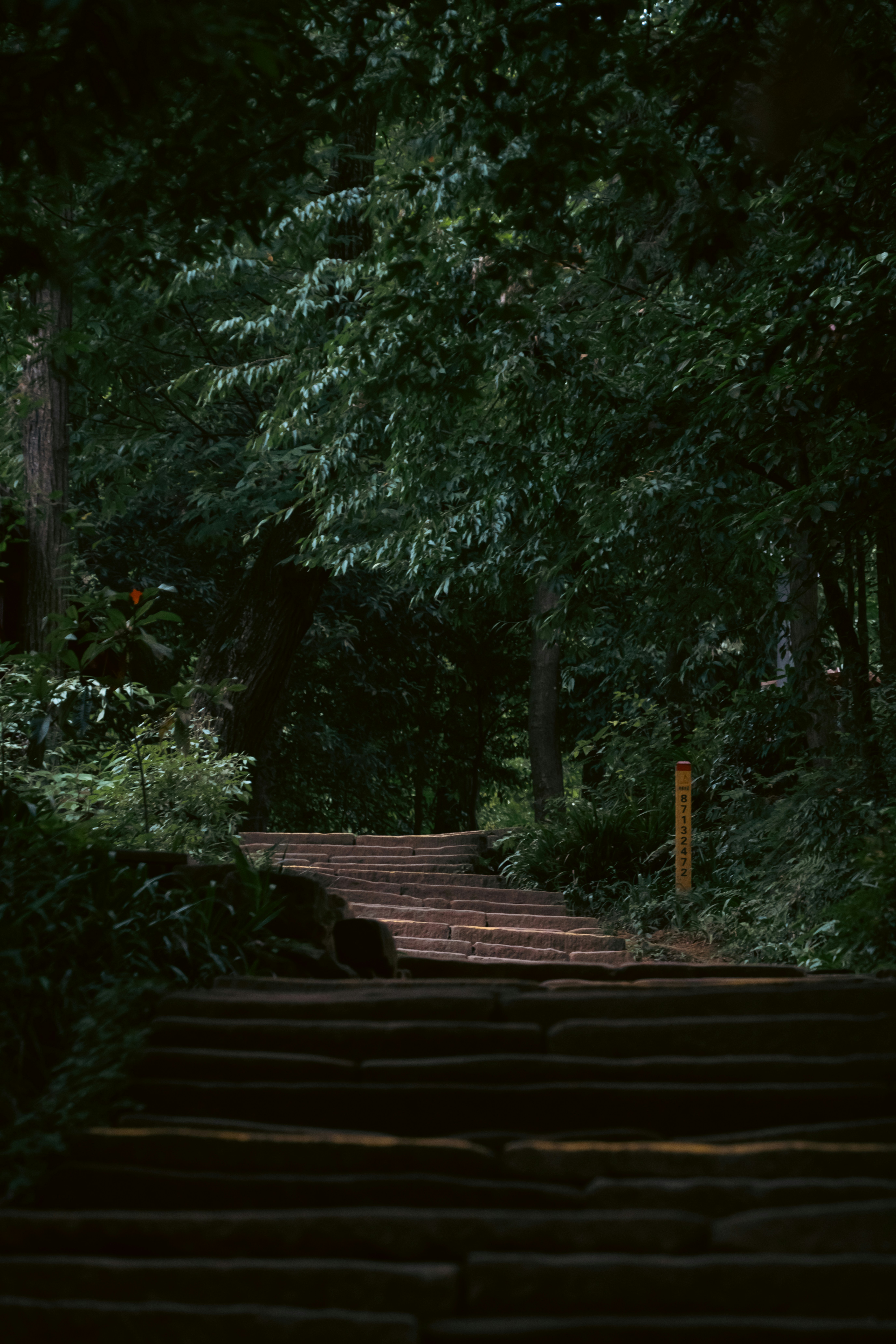 Whispers of the Forest Pathway