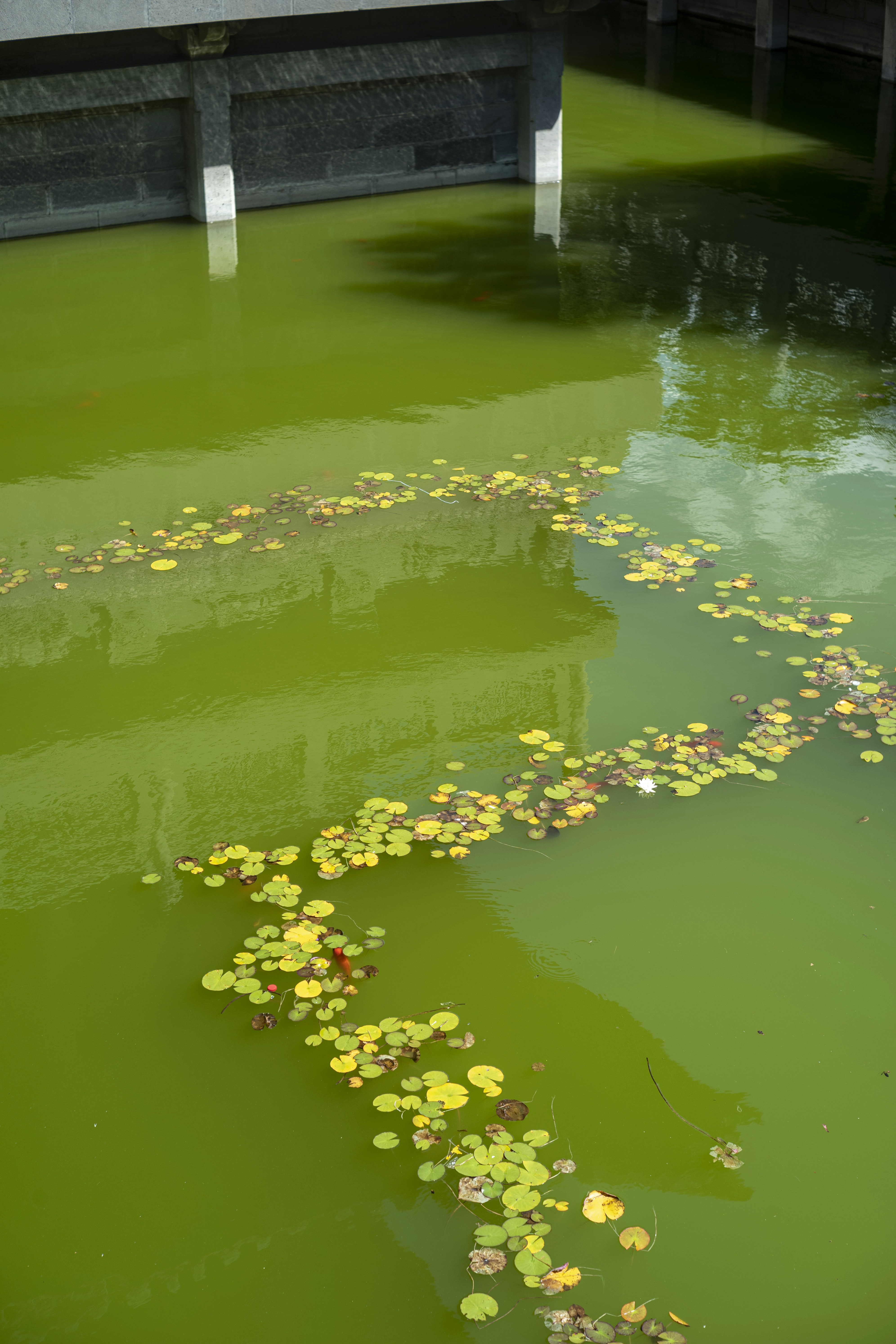 Nature's Green Canvas: A Serene Reflection
