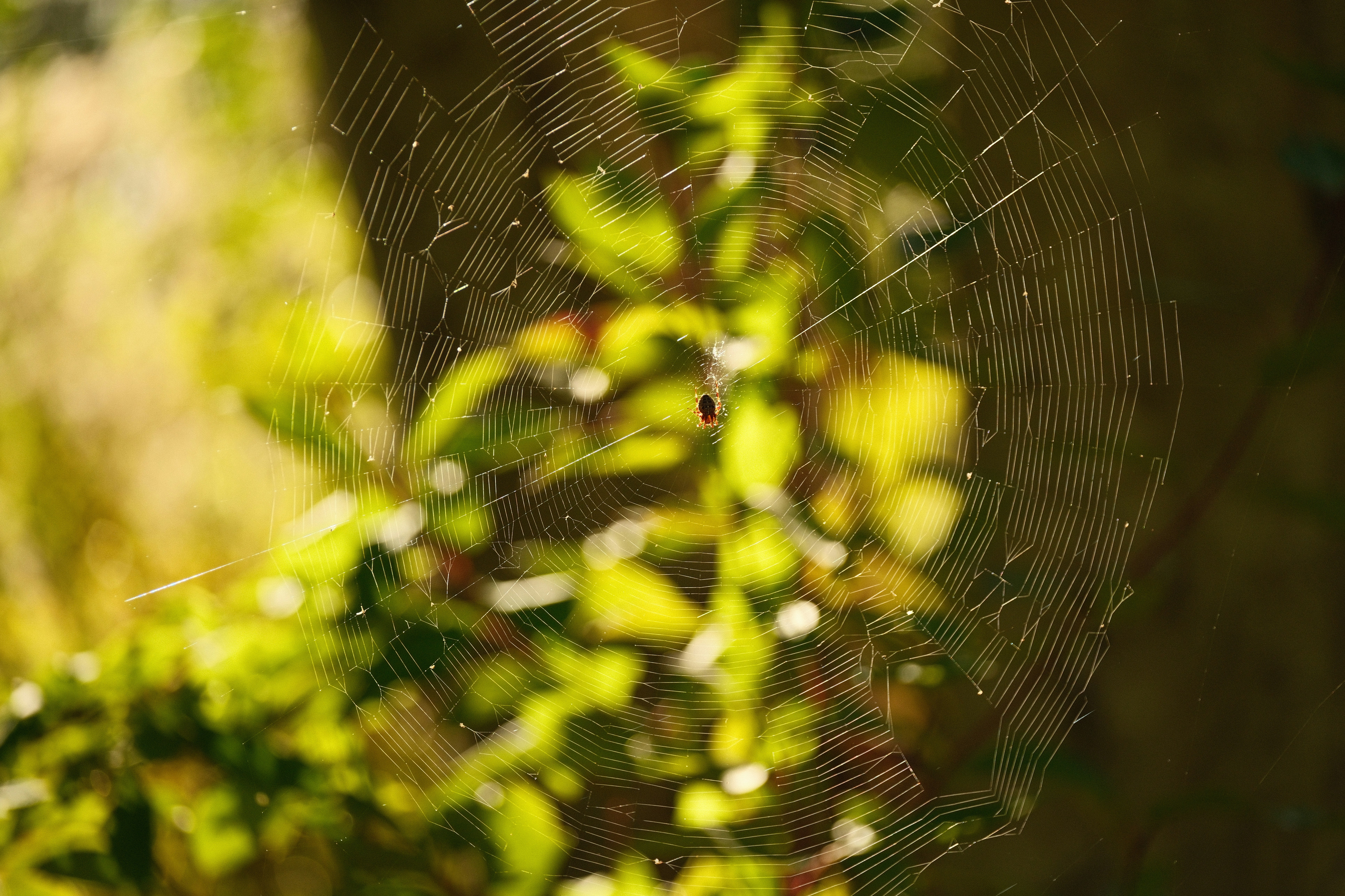 Spider on a web with blurred green foliage