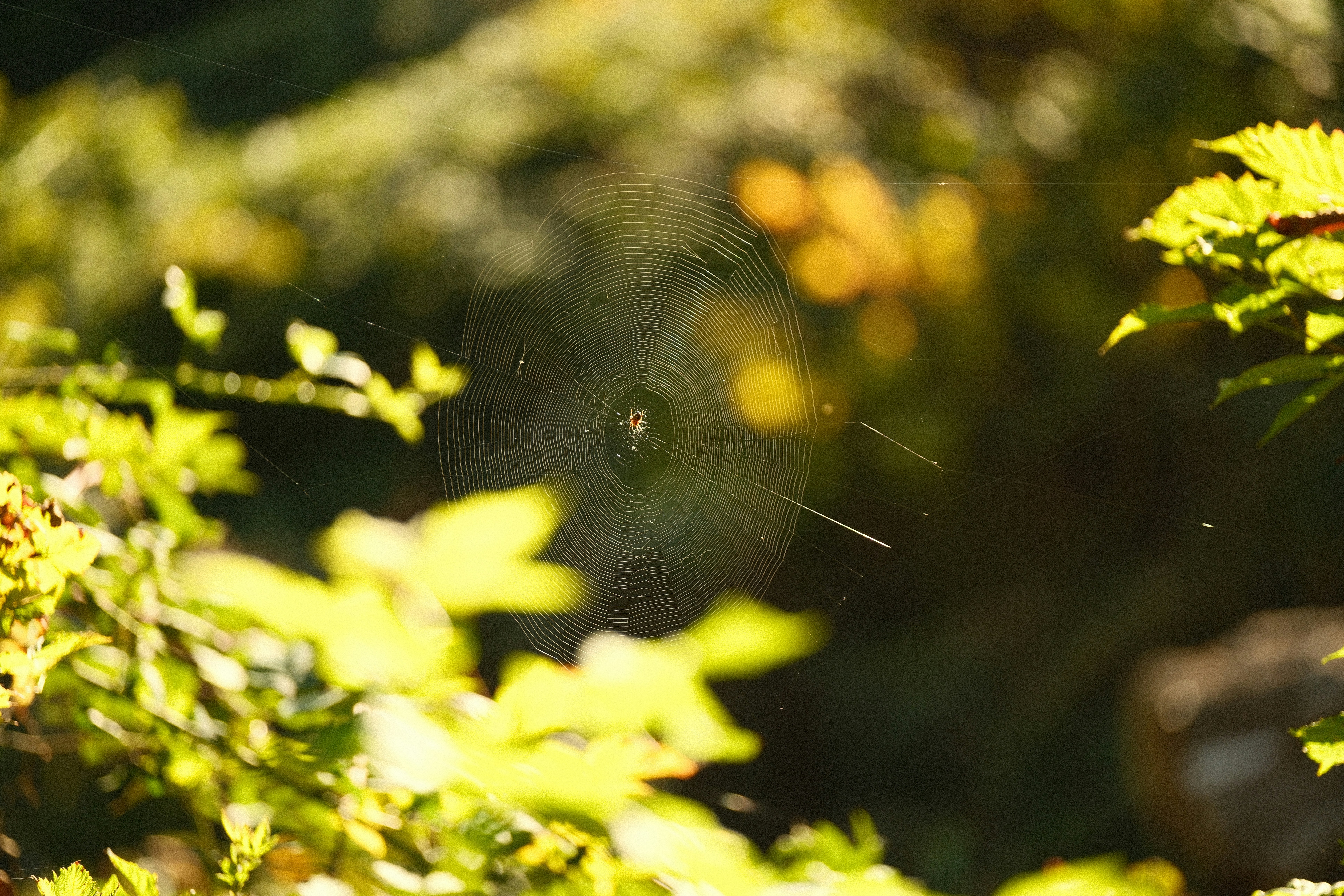 Spiderweb glistening with dew among green leaves