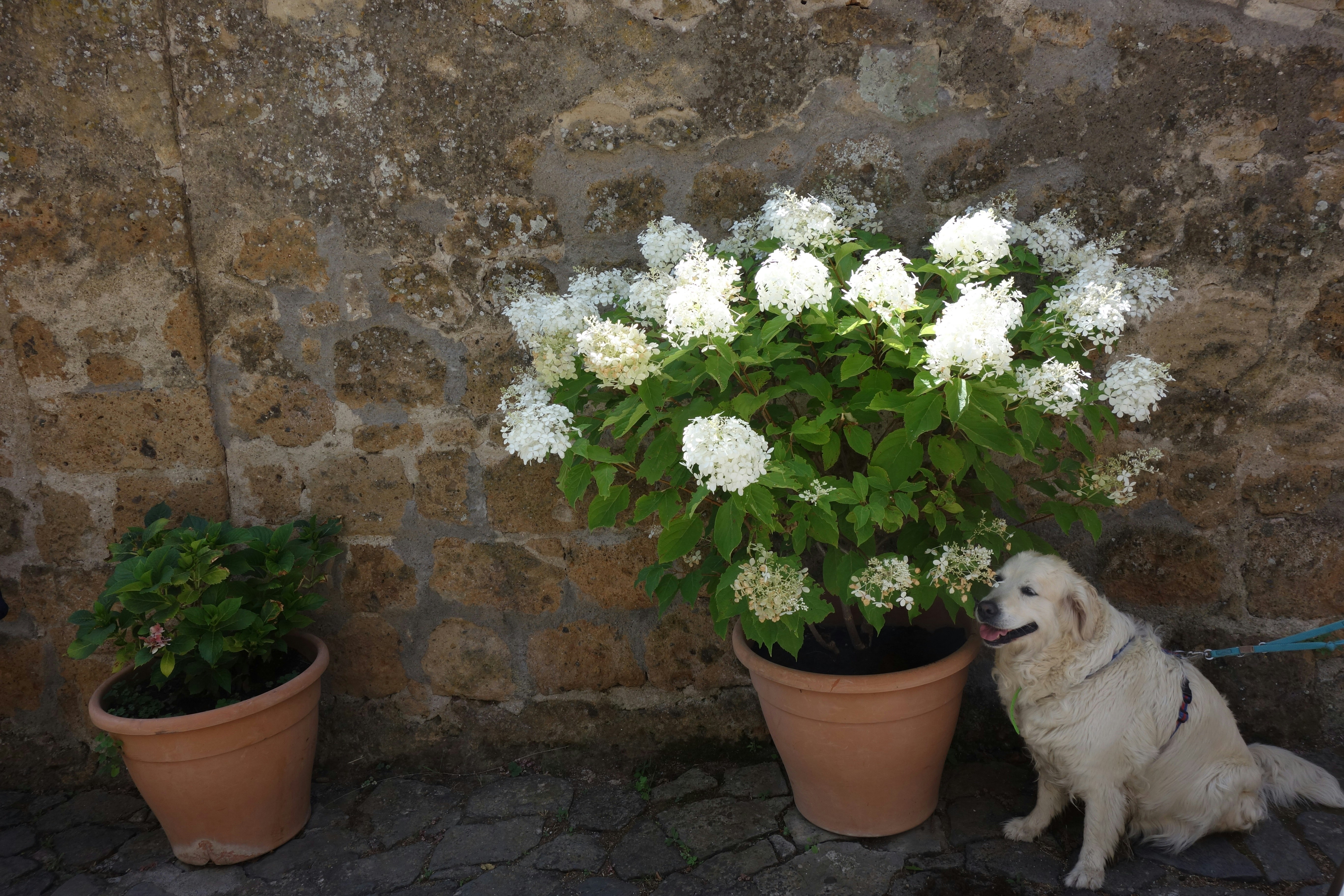 Blooming Hydrangea by a Weathered Stone Wall, with a Small Dog Beside