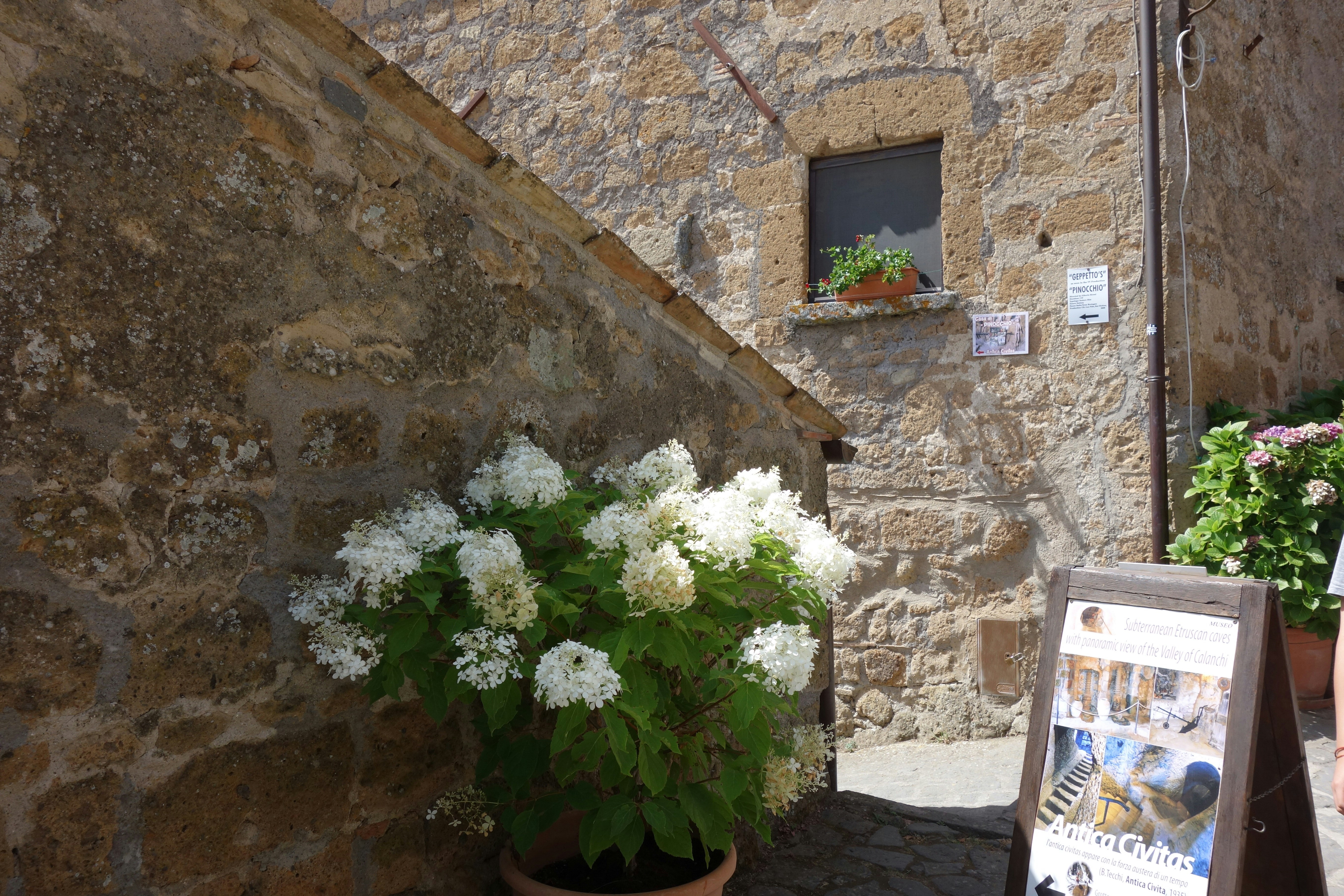 Hydrangea at the Threshold of a Sunlit Stone Alley