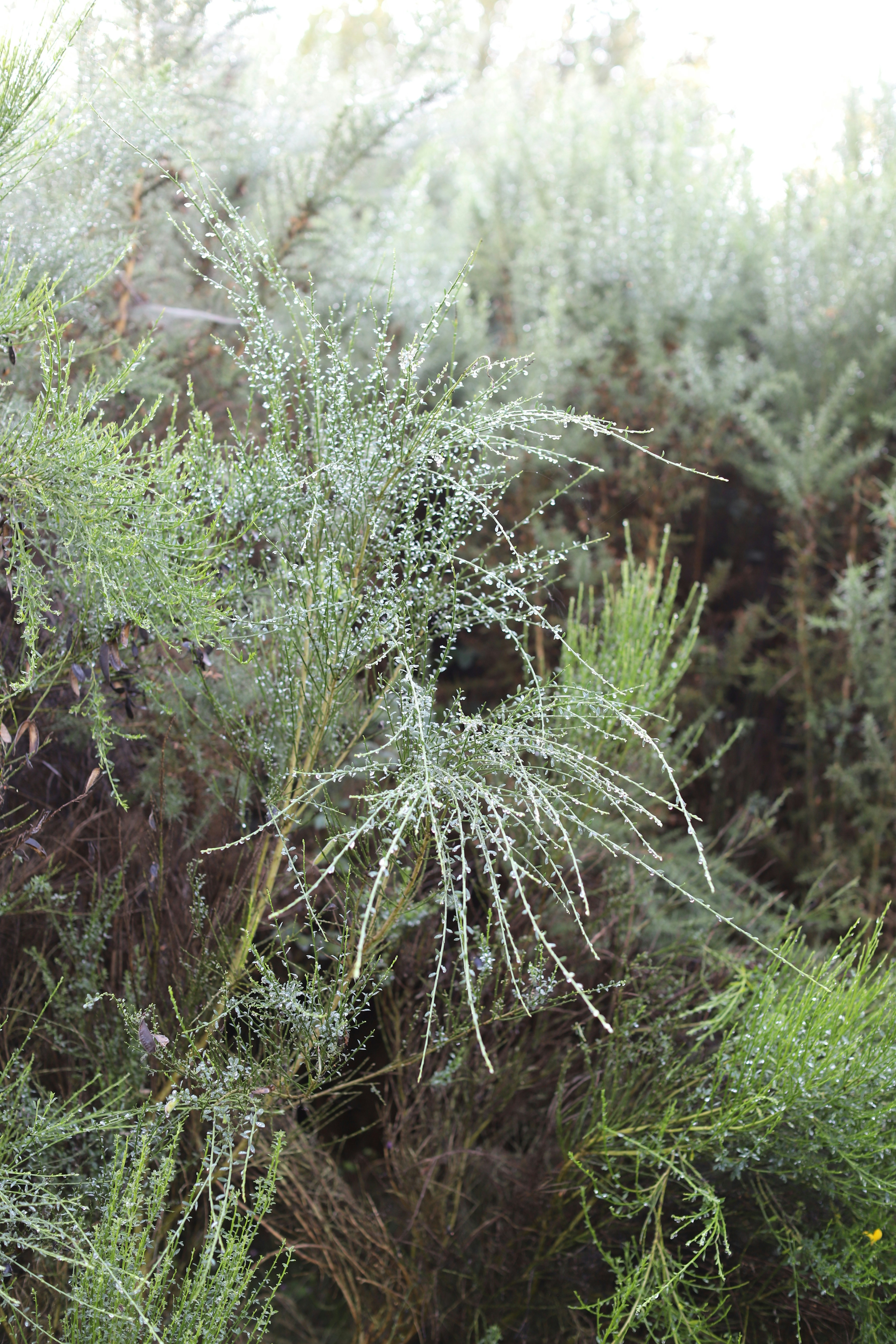 Whispers of Nature: Dew-Kissed Foliage