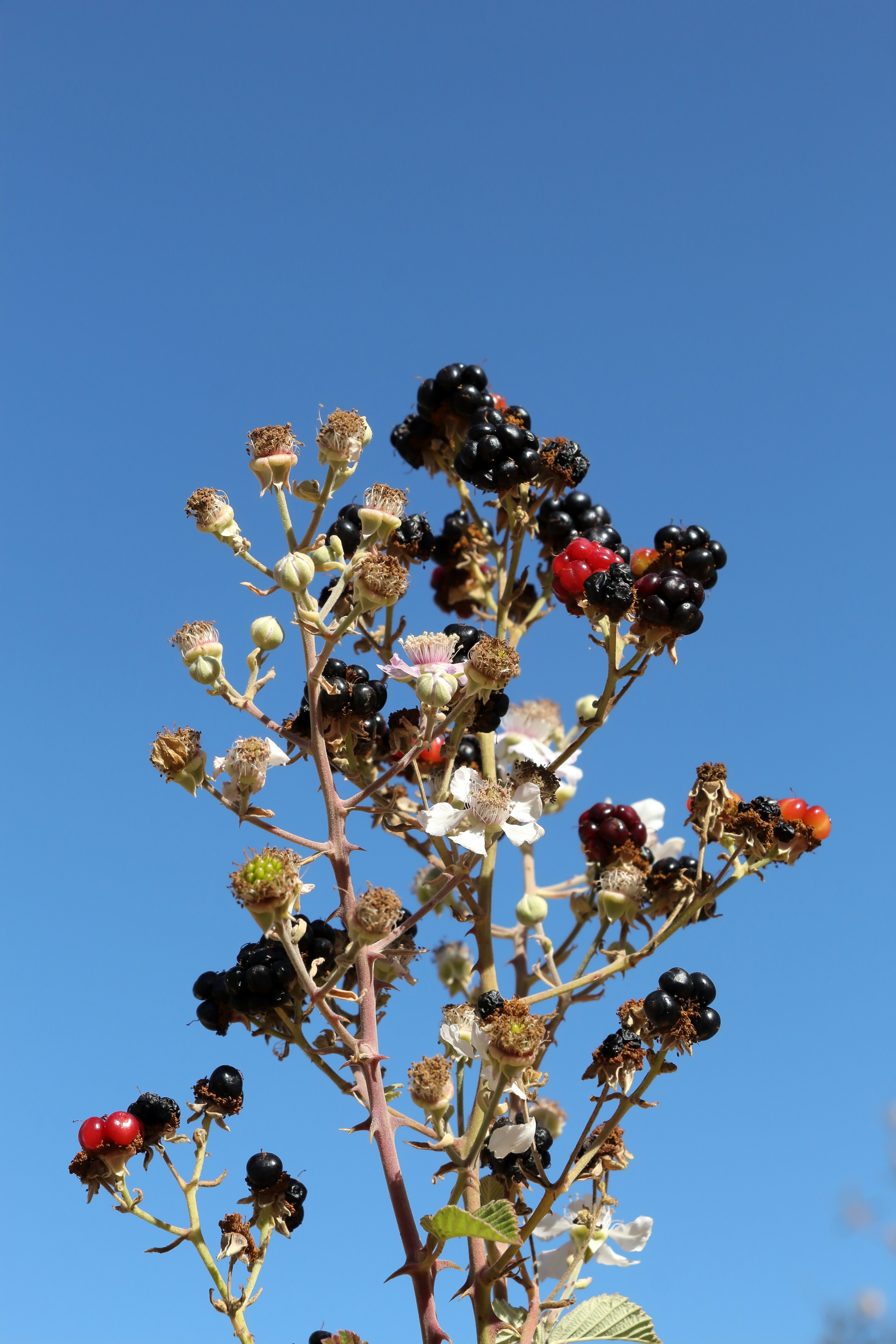 Nature's Berry Mosaic Under a Clear Sky