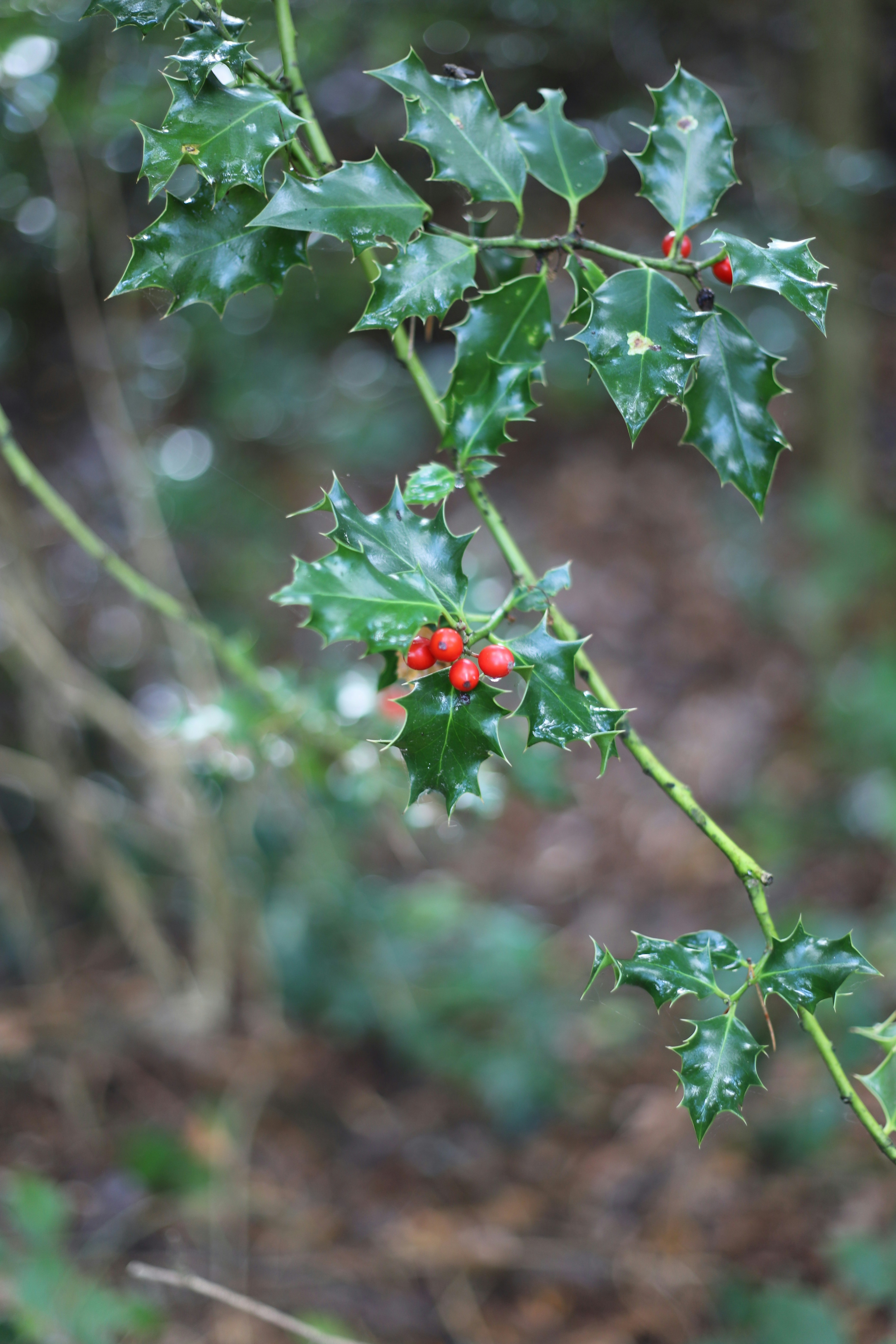 Nature's Holiday Adornment