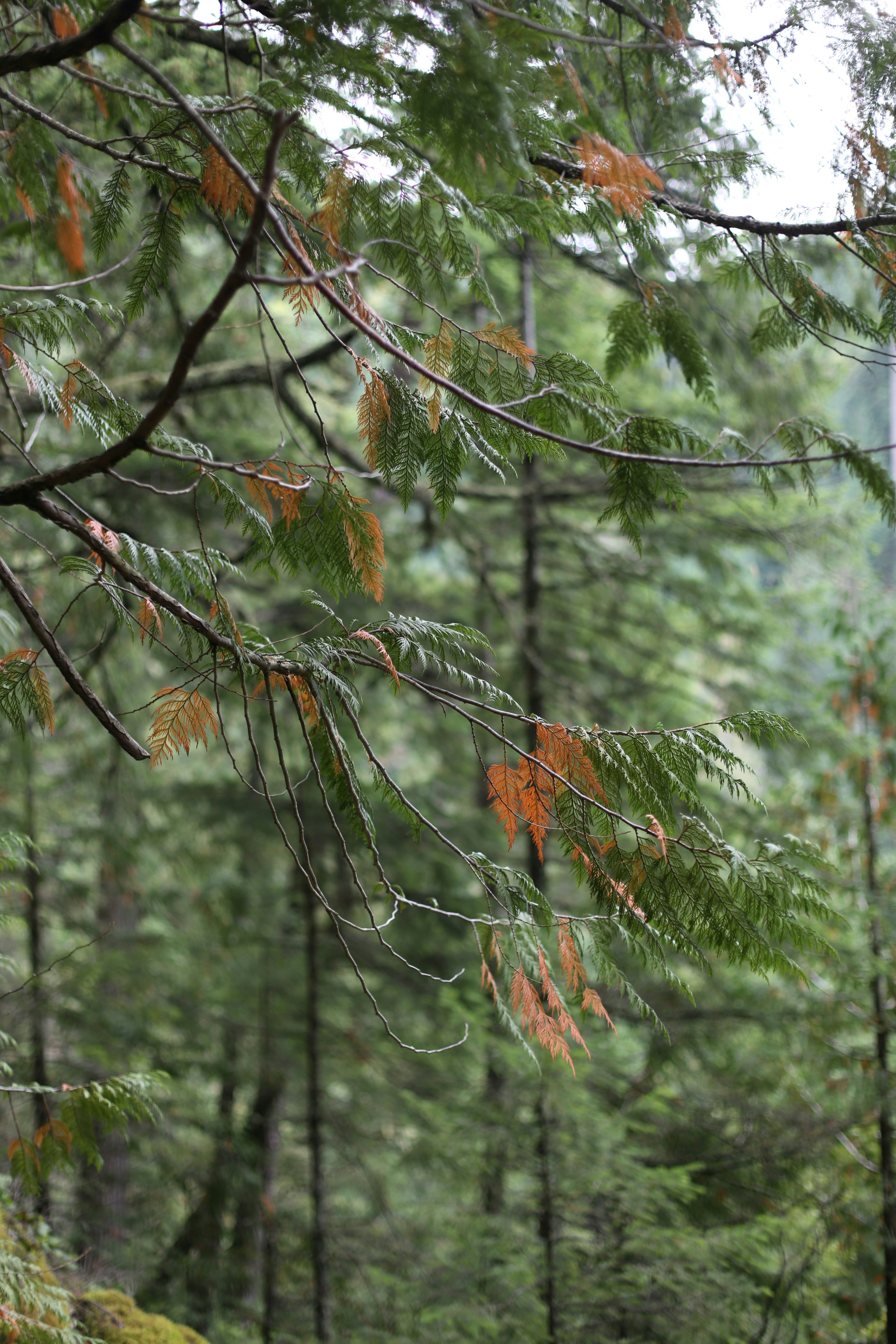 Whispers of the Forest: A Study in Green and Gold