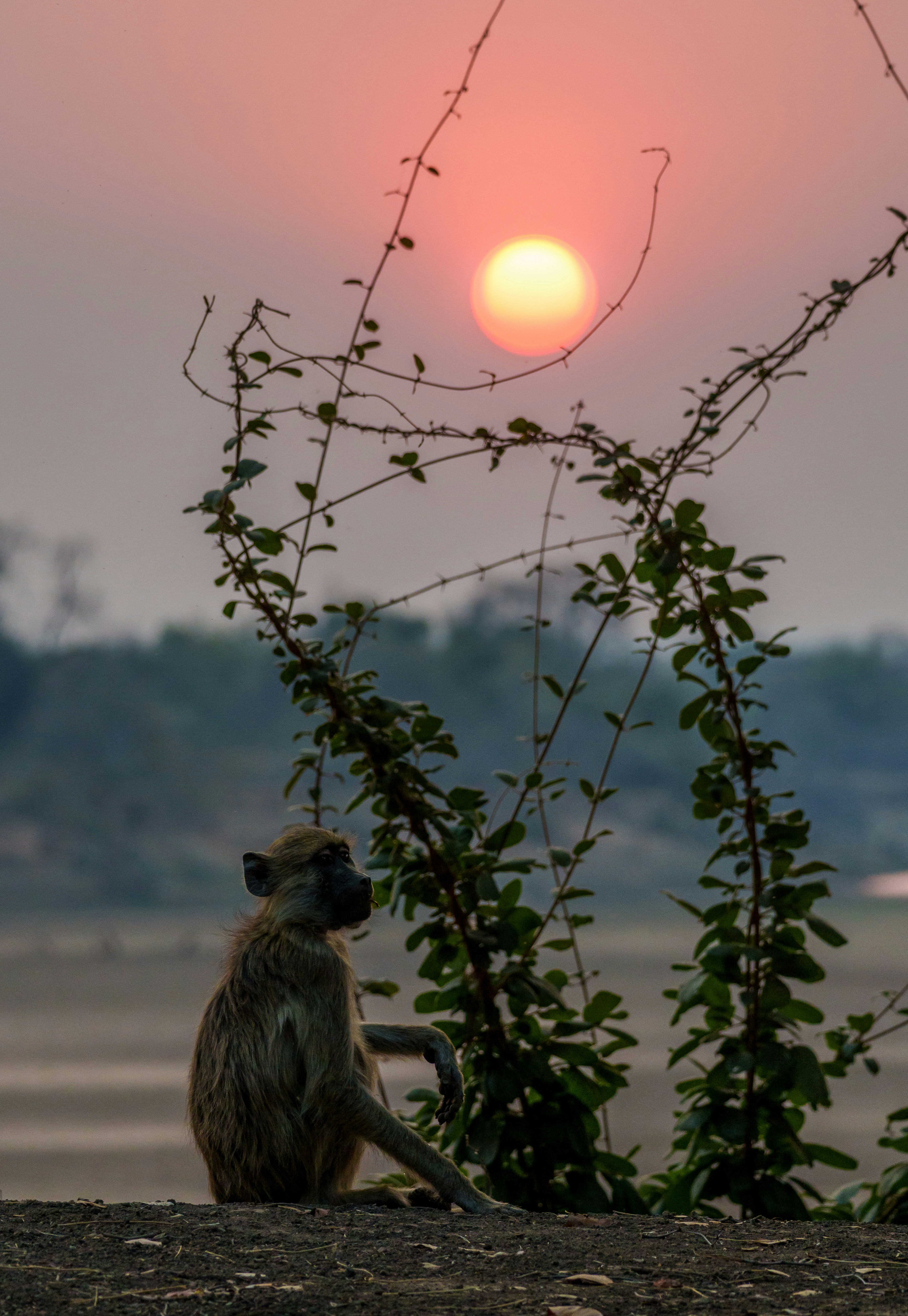 Ember Sun in the Vines: A Curious Monkey at Dusk