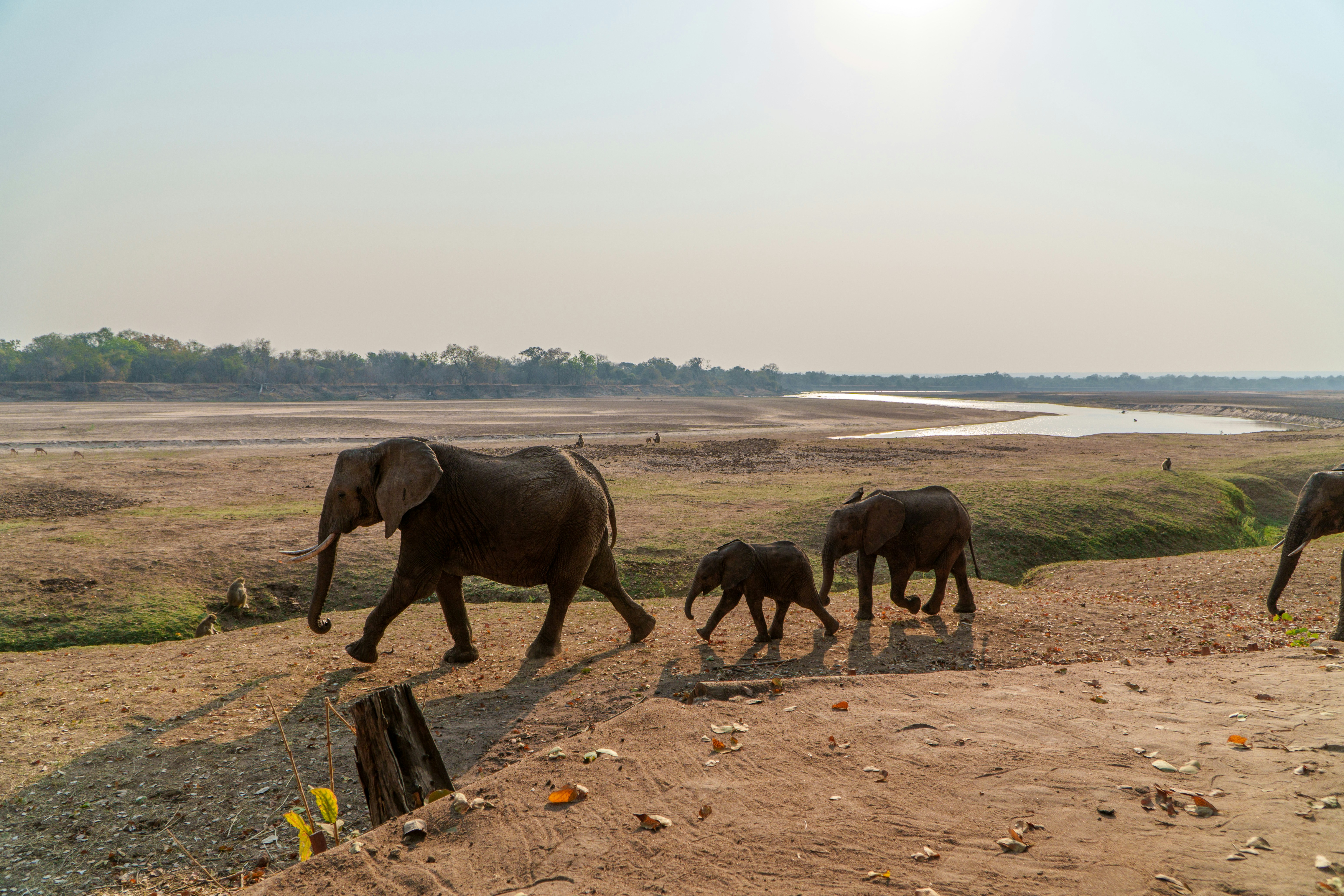 Elephants on the Dry Edge: A Quiet Riverbank Crossing