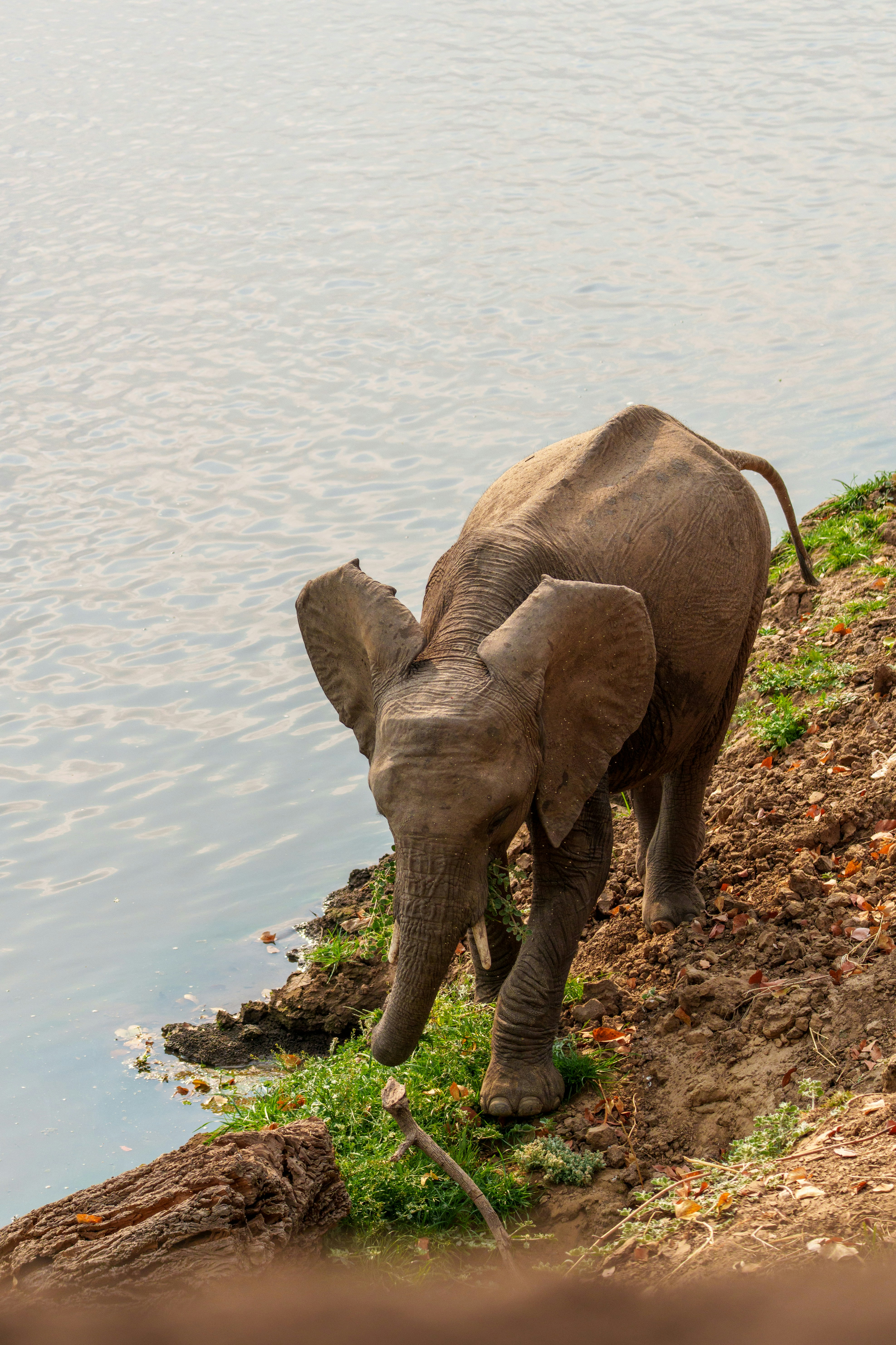 An elephant approaches a serene riverbank, showcasing its majestic presence amidst lush greenery and earthy tones.