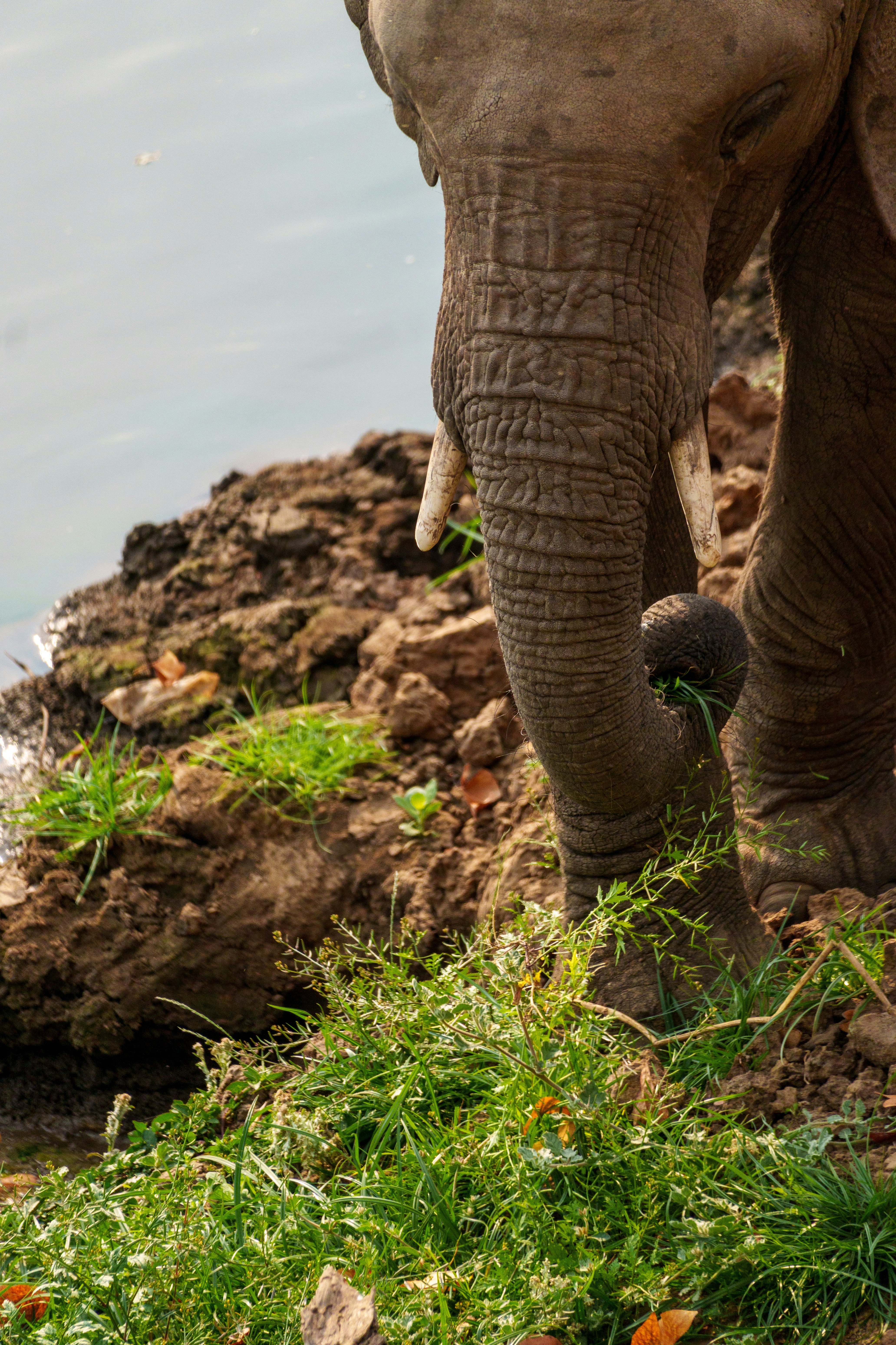 Riverbank Stillness: A Close-Up of Elephant Texture by Rocks and River