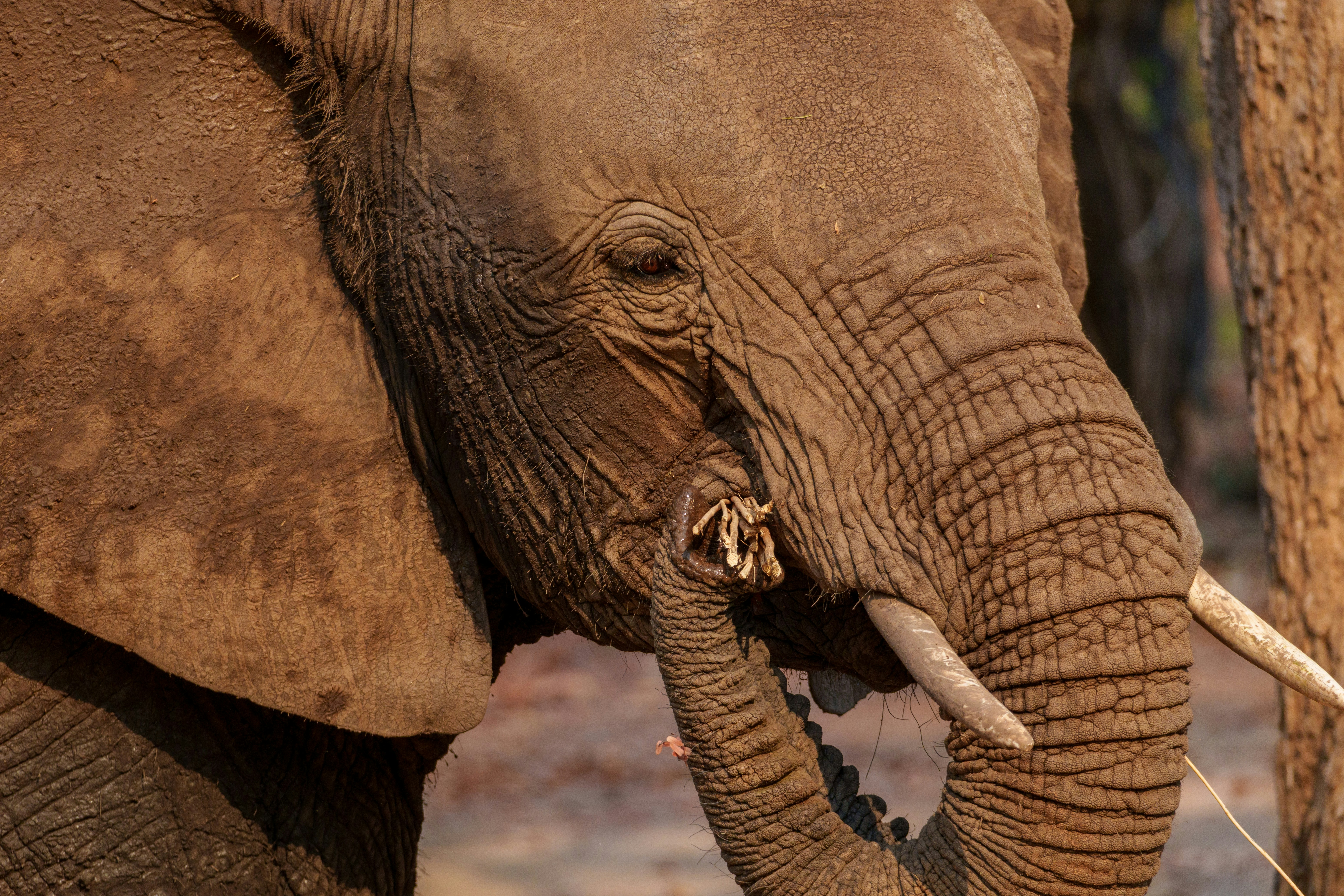 The Gentle Giant's Embrace