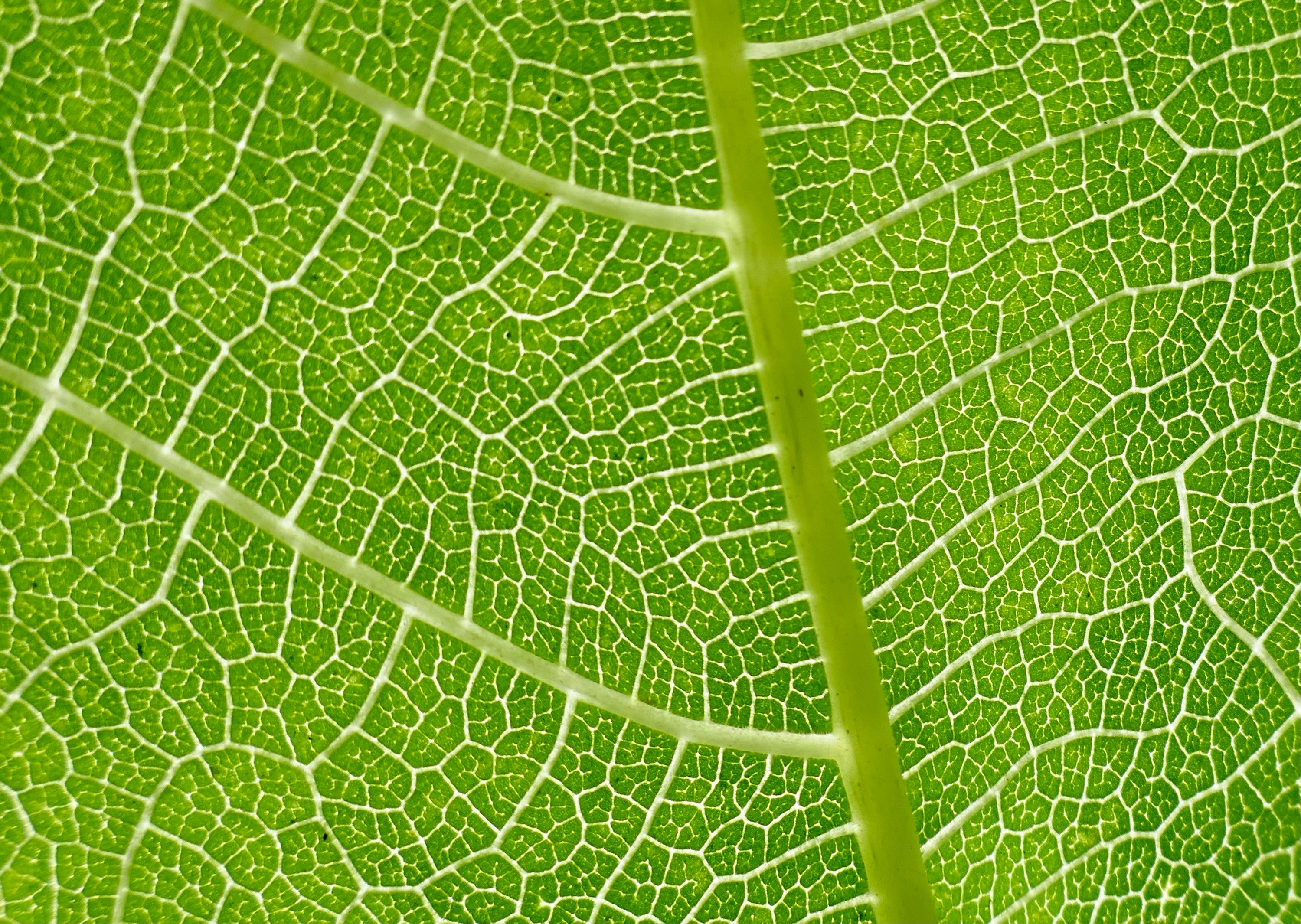 Veins of Life: A Close-Up Exploration
