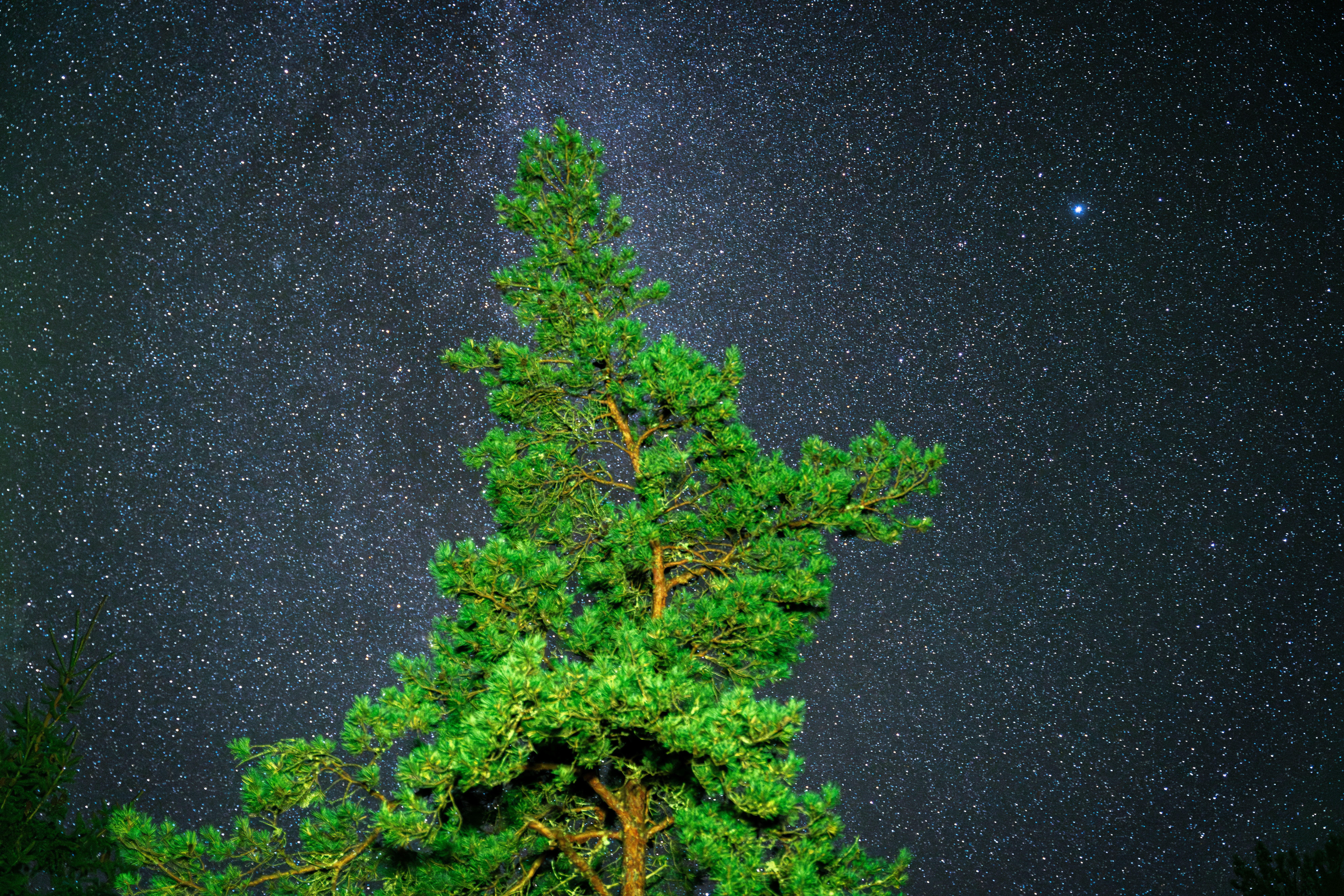 Celestial Canopy: The Tree Beneath the Stars