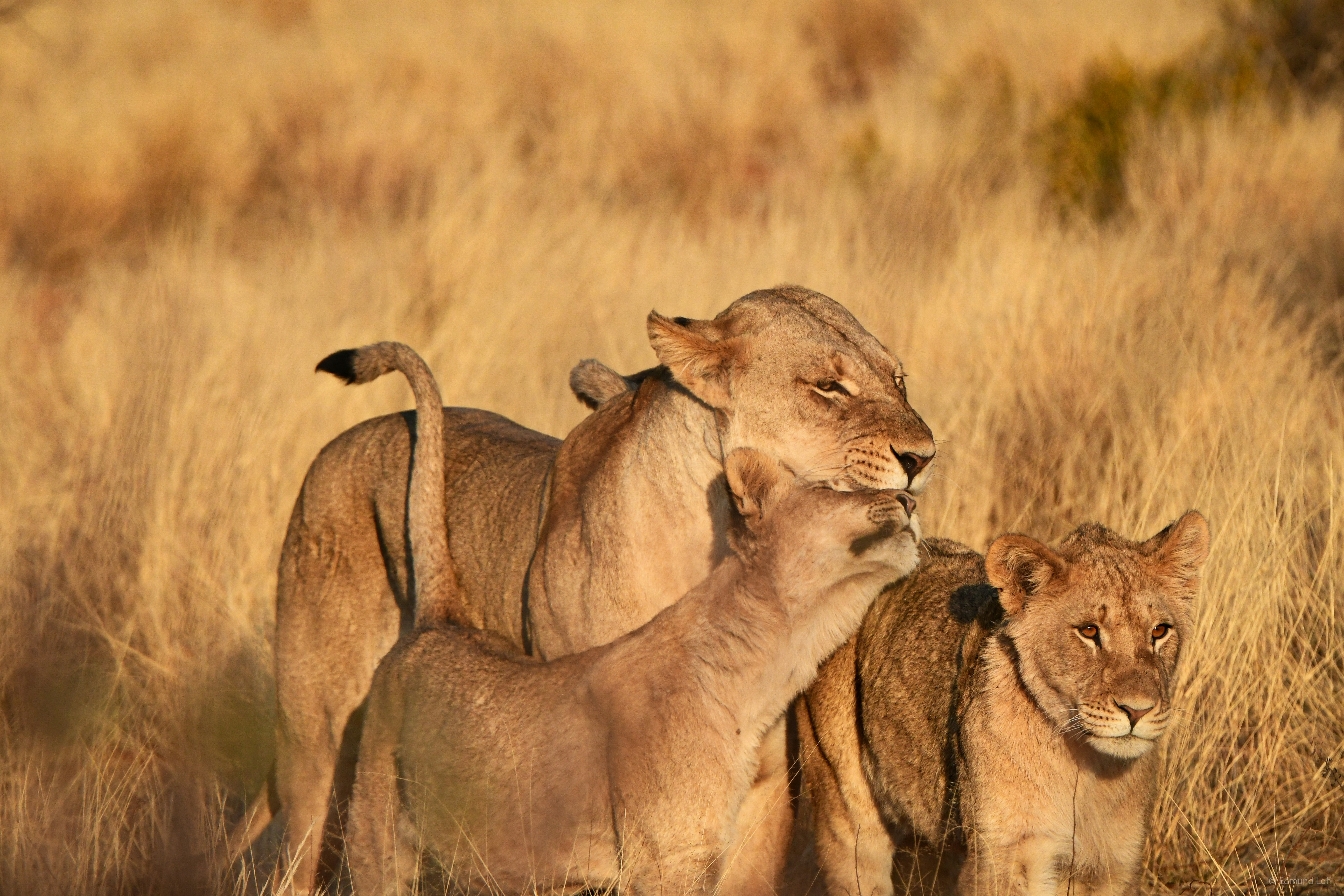 Harmony in the Wild: A Lioness Embracing Her Young
