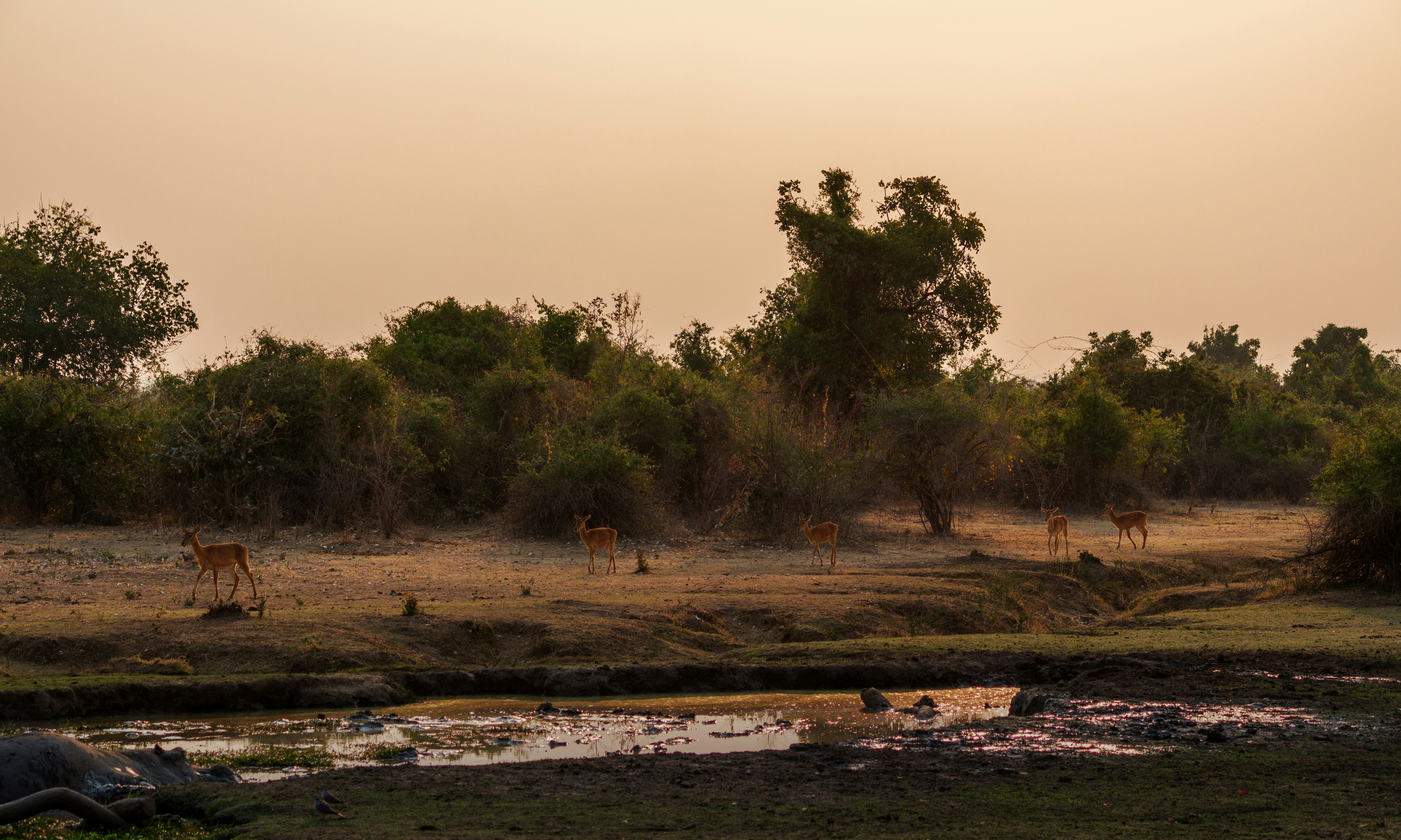 Dusk Gazelles by a Quiet Waterhole