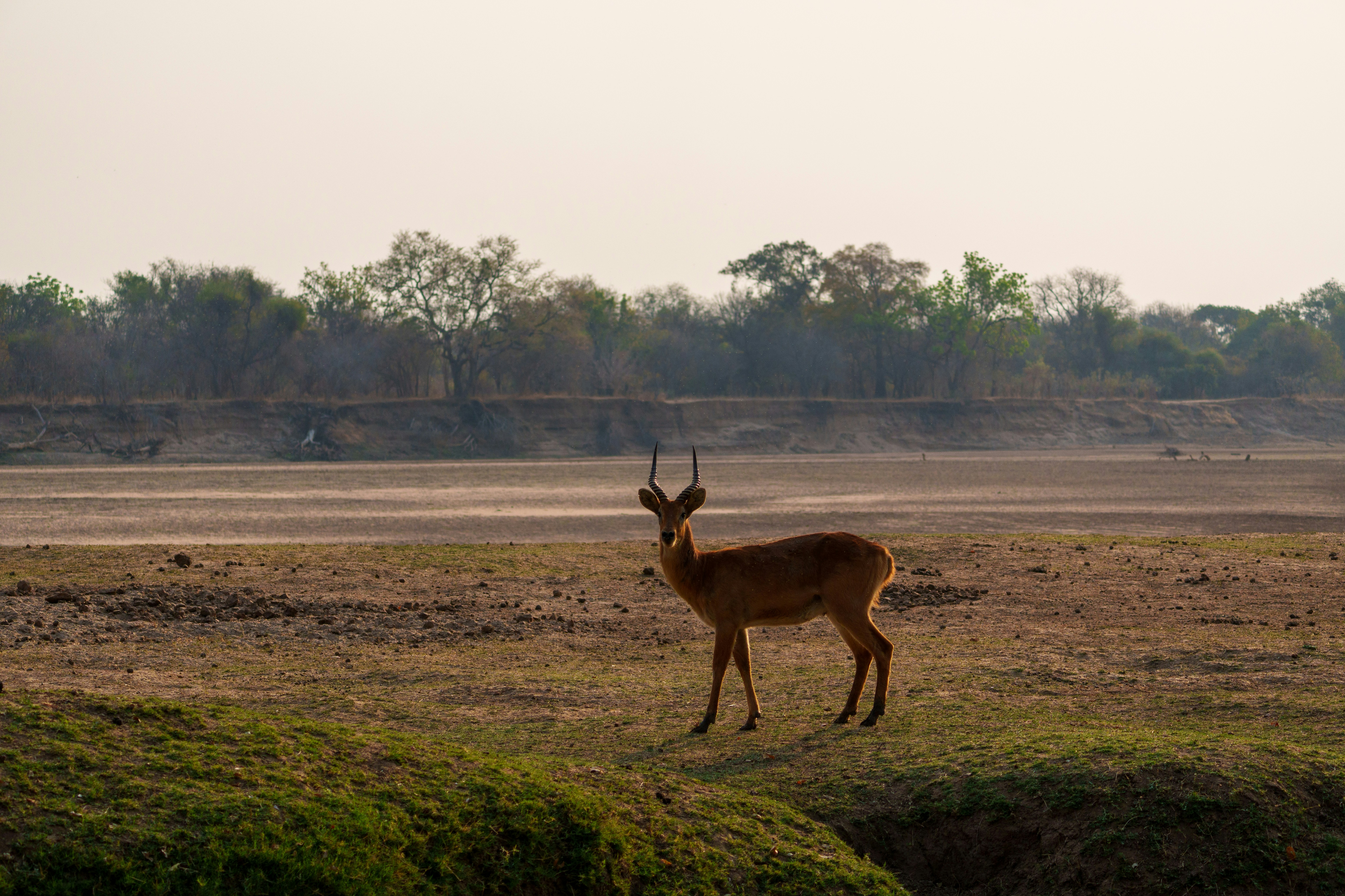 A solitary antelope stands on a dry riverbank, framed by sparse vegetation and distant trees. The tranquil setting highlights the animal's elegance.