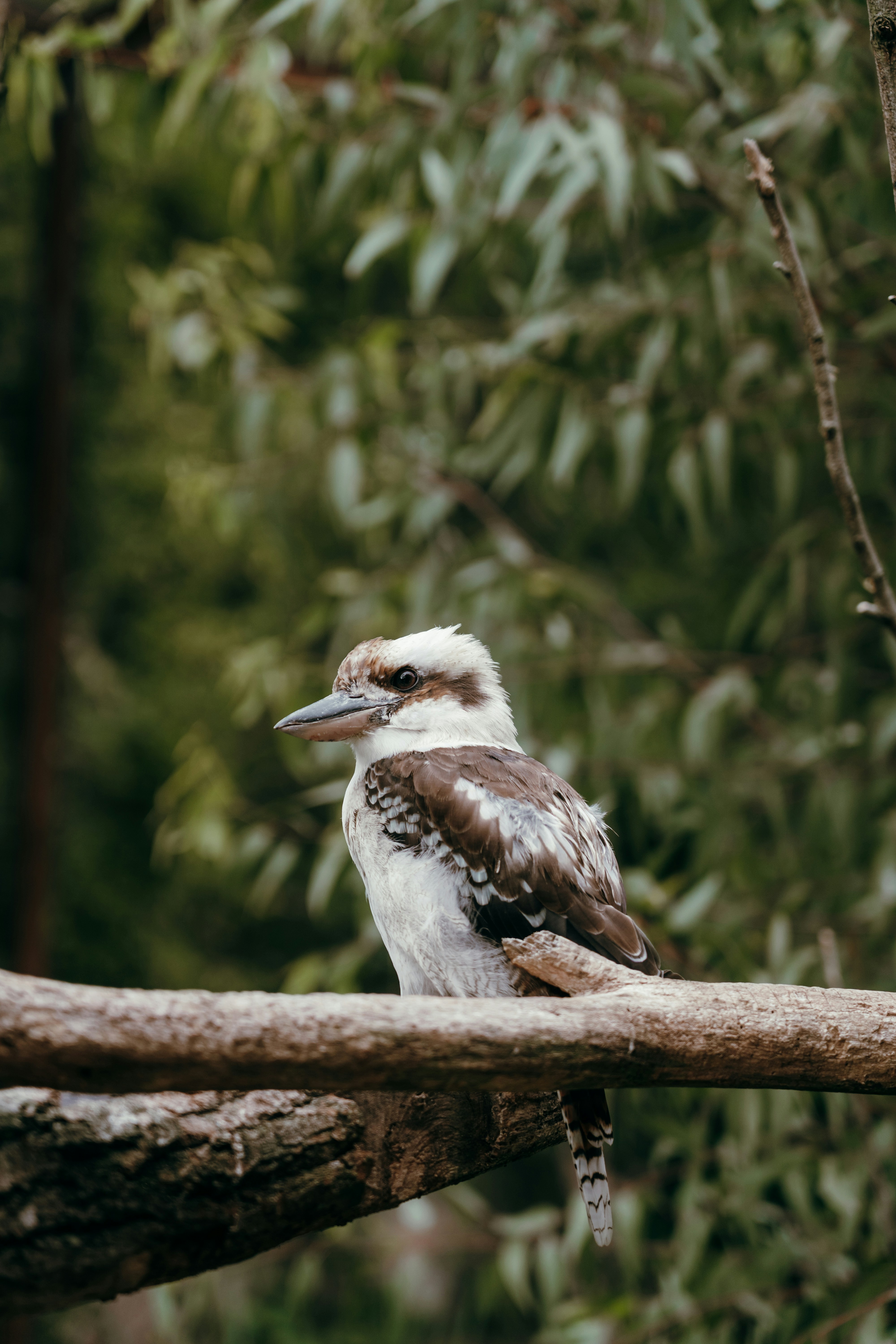 The Sentinel of the Canopy