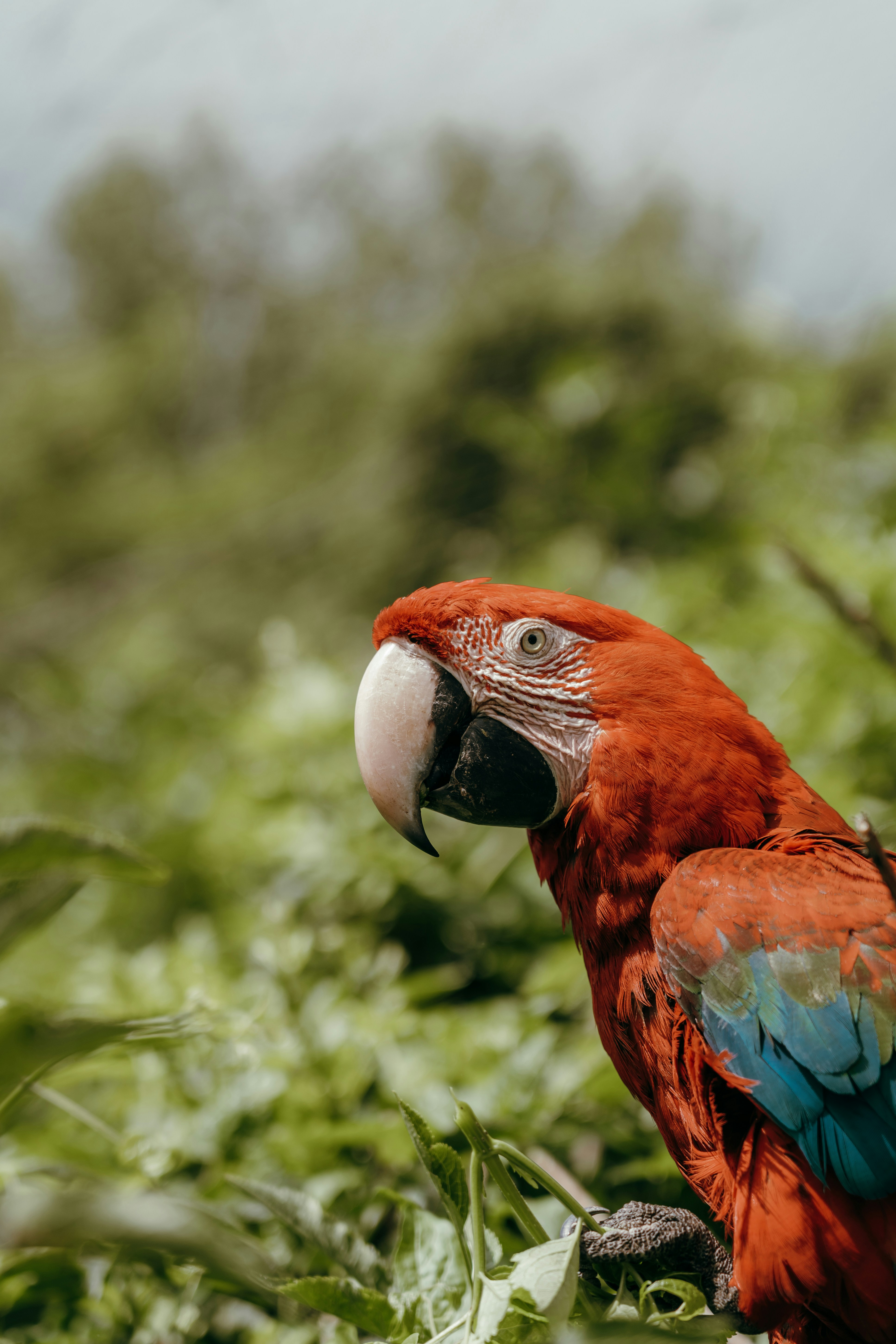 Parrot says hi. | A red macaw parrot perched among green foliage.