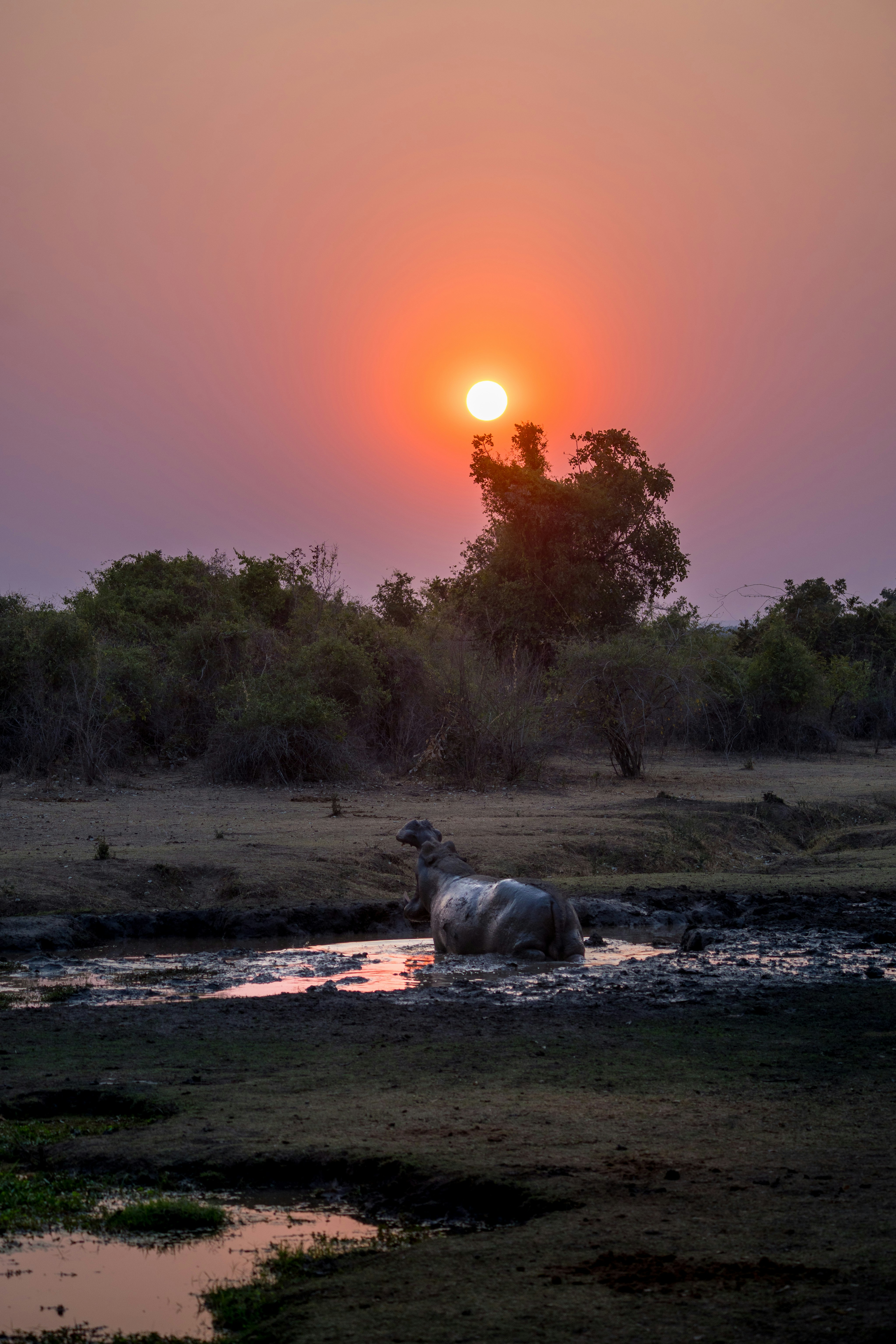 Ember Sunset Over a Muddy Waterhole: A Hippo's Quiet Dusk