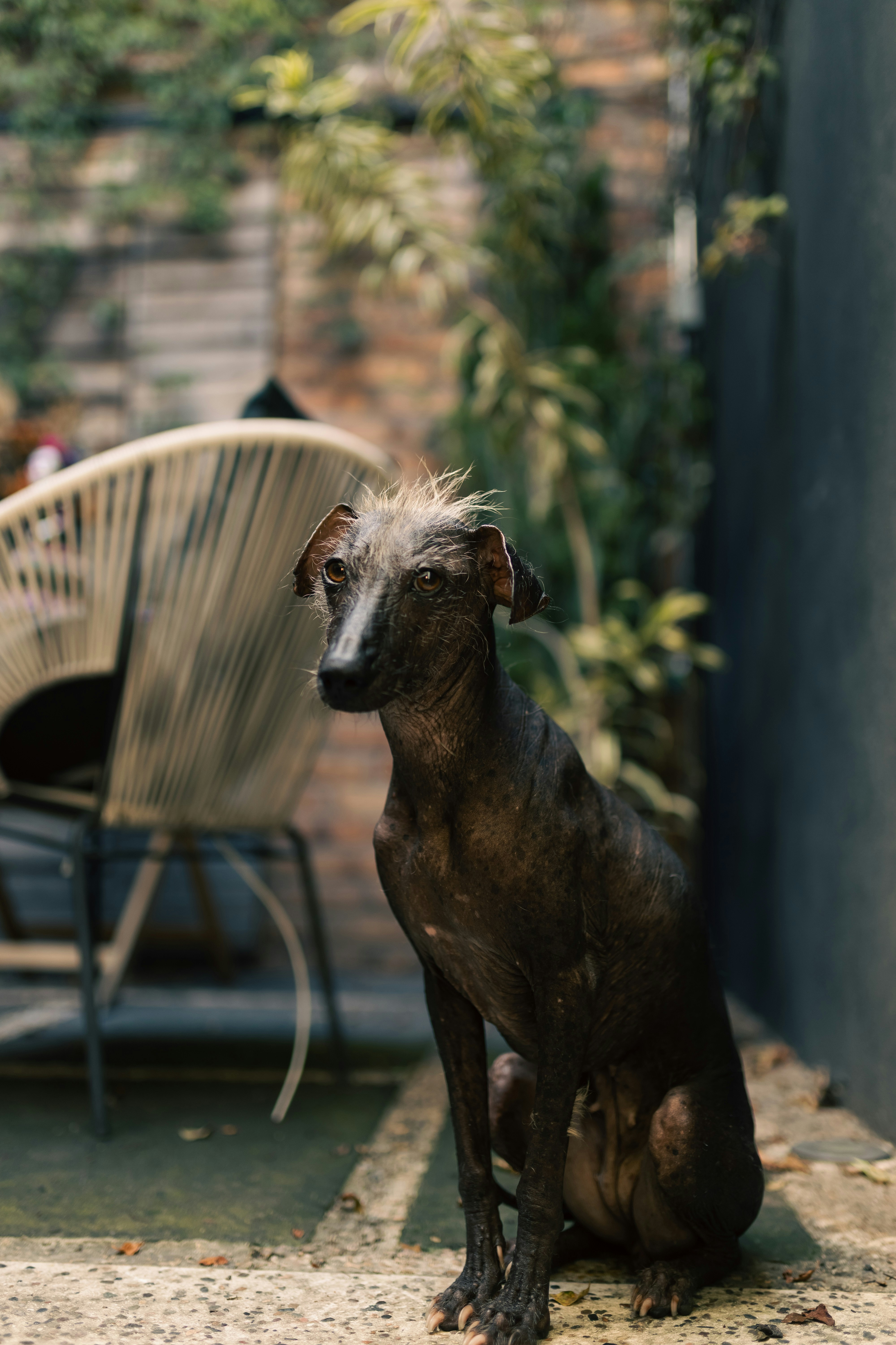 Quiet Moments in the Garden: A Canine Perspective