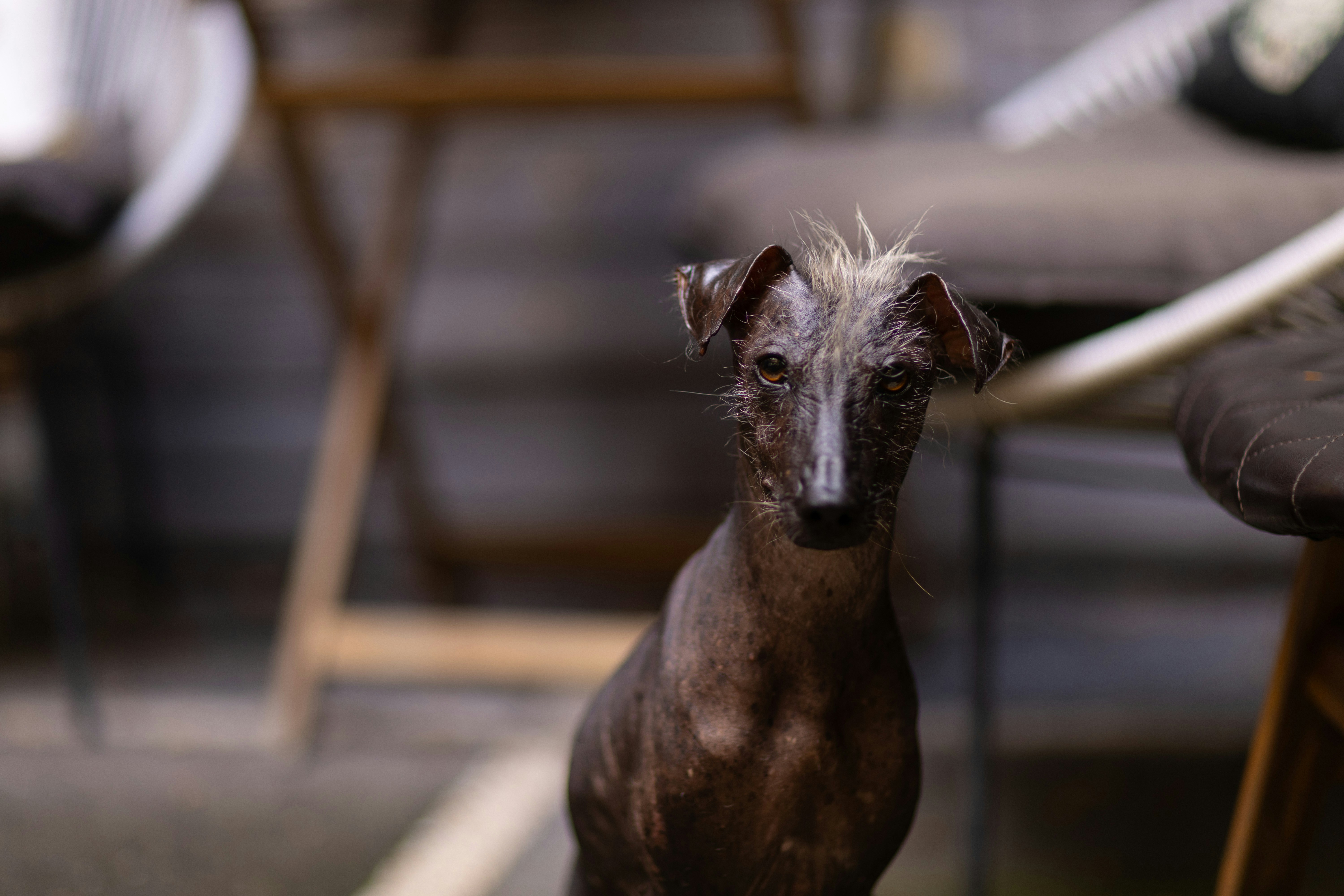 Curious Gaze of the Italian Greyhound